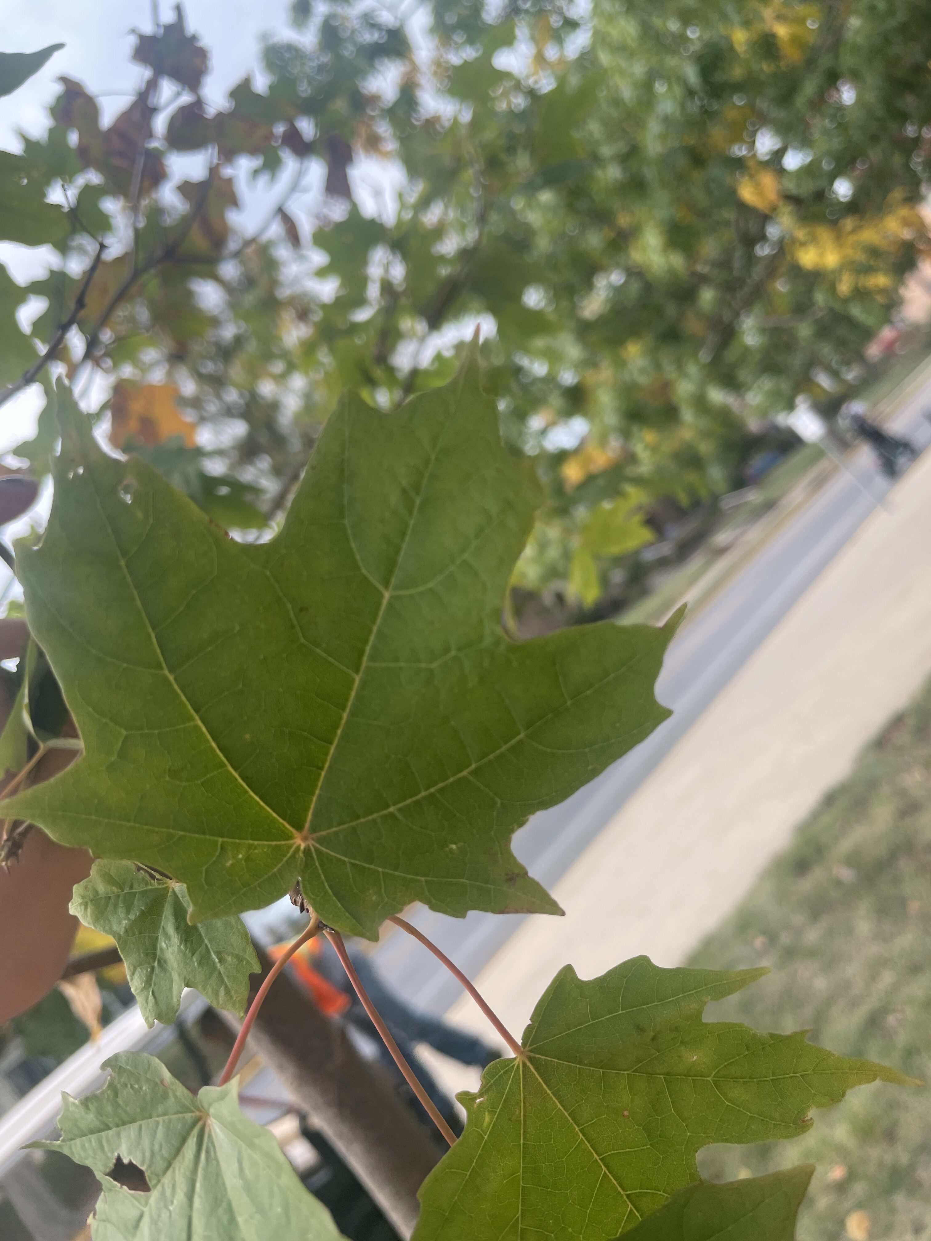 Acer saccharum ‘JFS-KW8’ [Sold as Autumn Fest®] – Purdue Arboretum Explorer