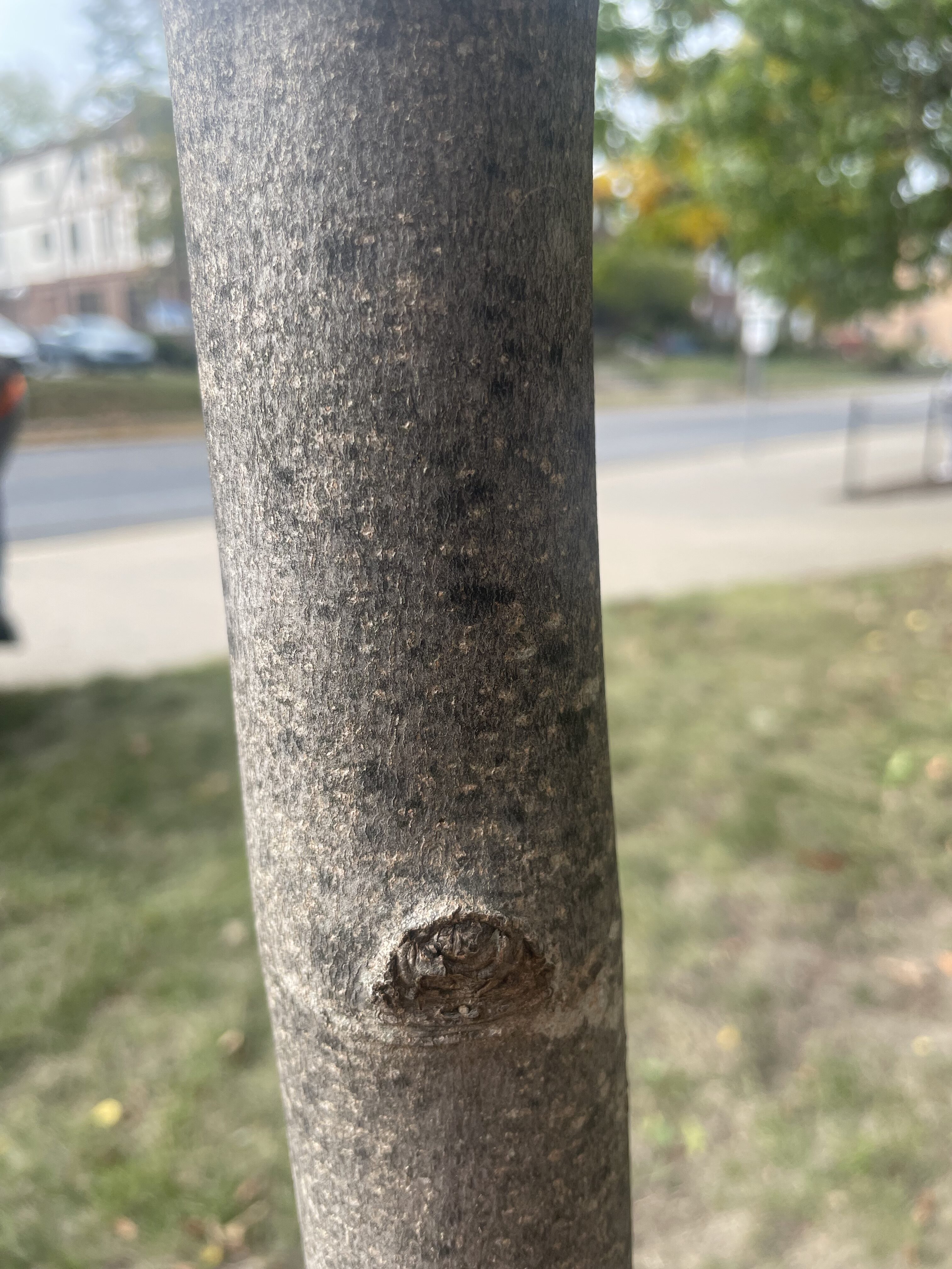 Acer saccharum ‘JFS-KW8’ [Sold as Autumn Fest®] – Purdue Arboretum Explorer