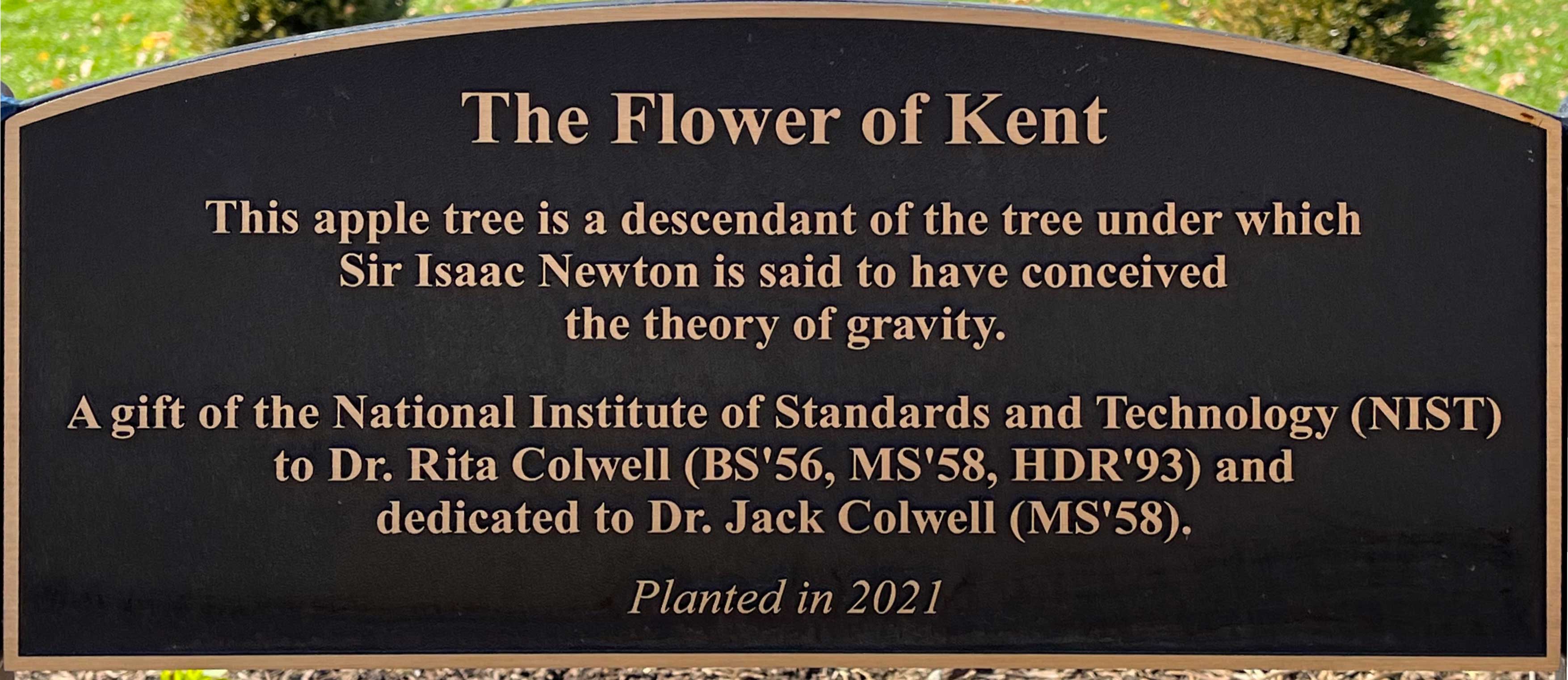 Malus domestica ‘Flower of Kent’ – Purdue Arboretum Explorer