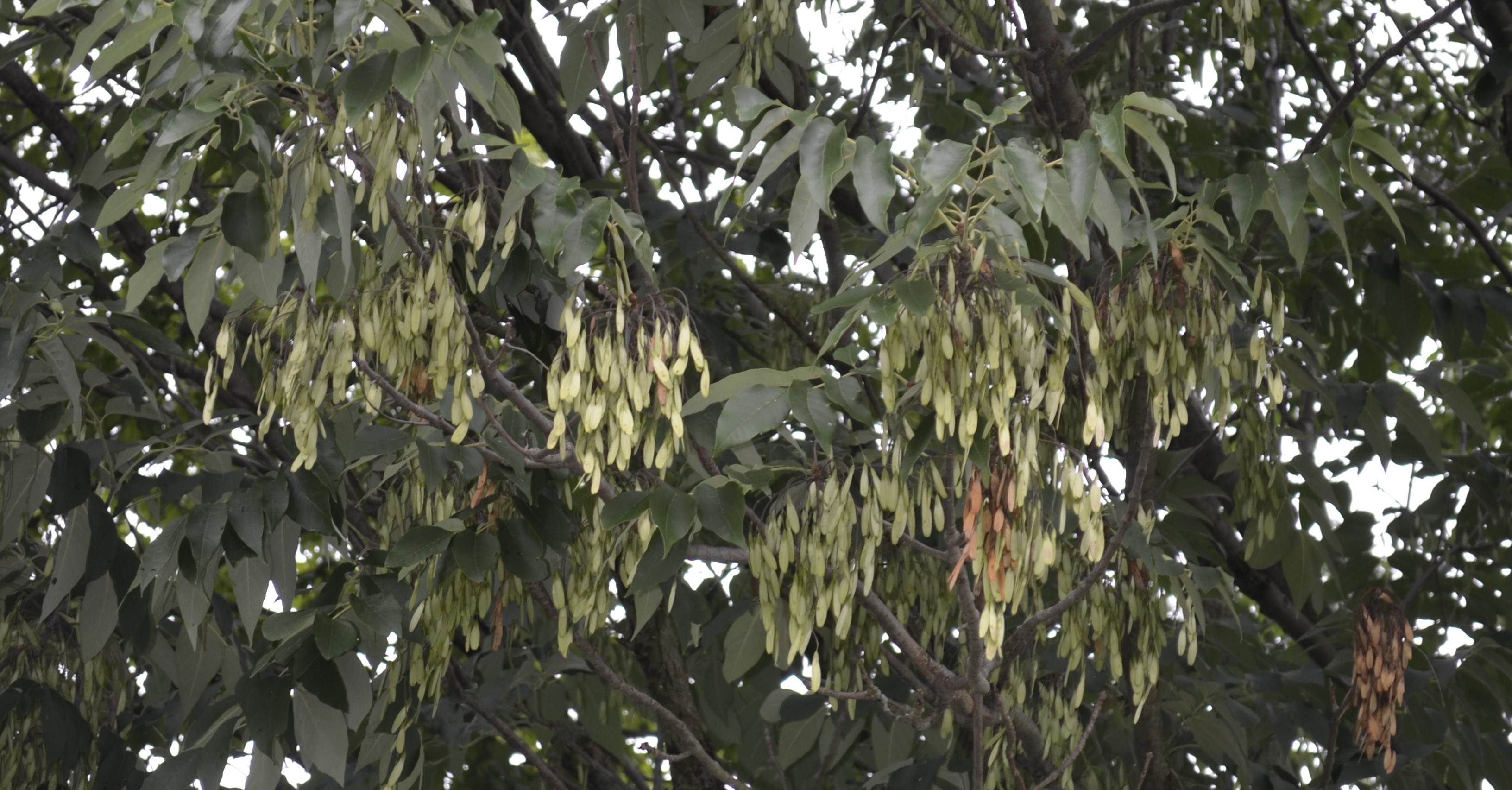 Fraxinus pennsylvanica [sold as Urbanite®] – Purdue Arboretum Explorer