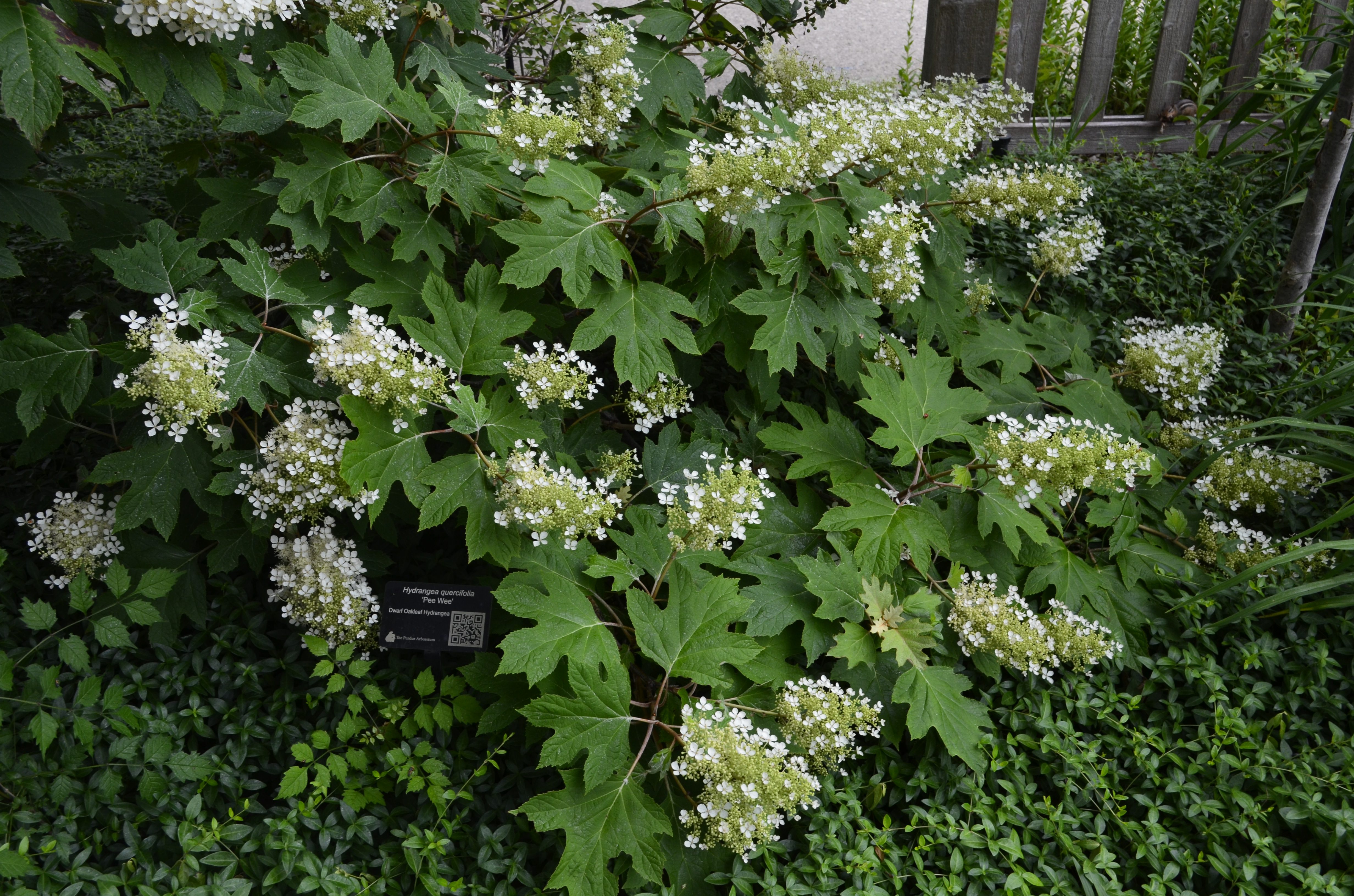 Hydrangea quercifolia ‘Pee Wee’ – Purdue Arboretum Explorer