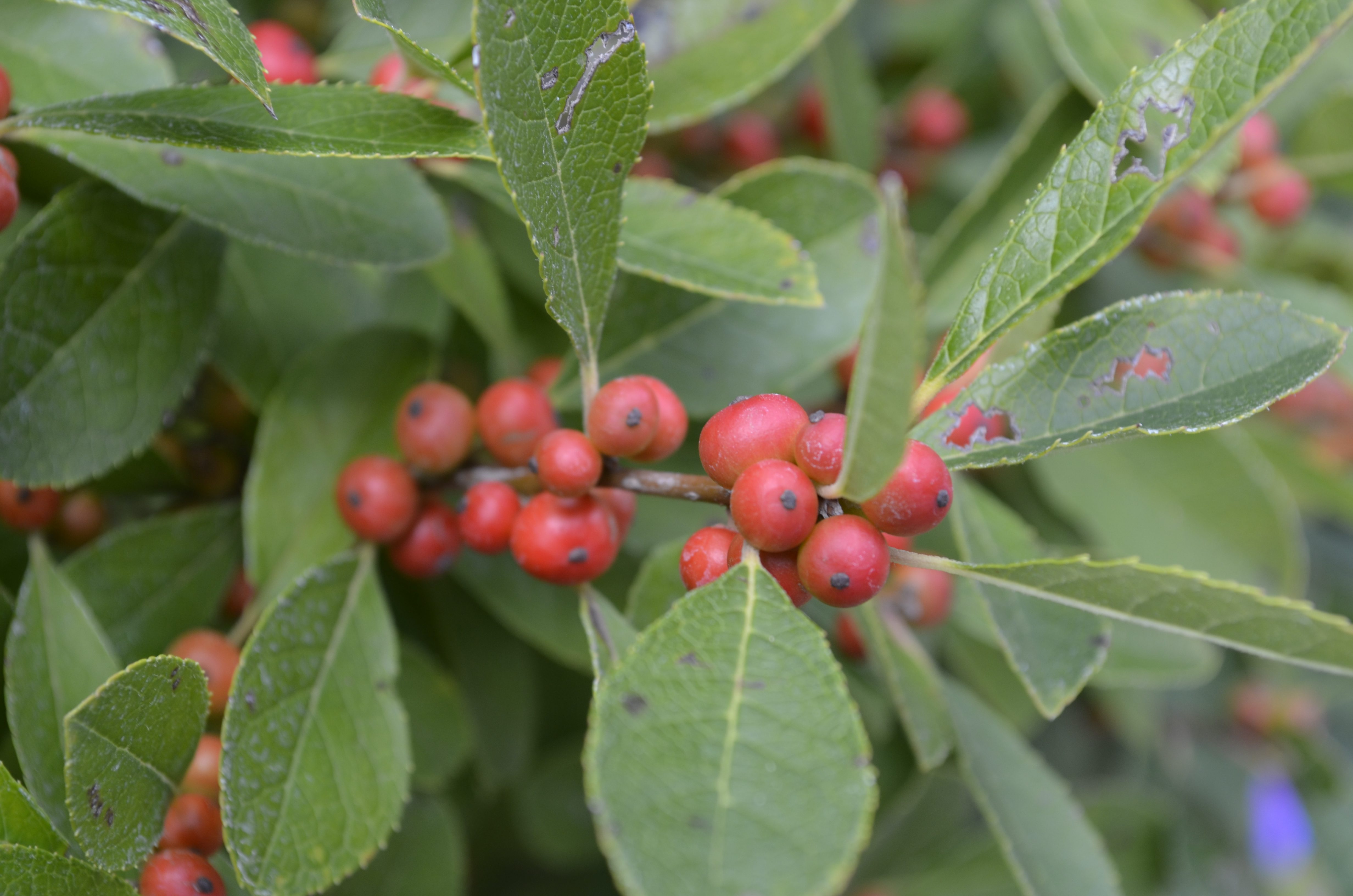 Ilex verticillata ‘Berry Heavy’ – Purdue Arboretum Explorer