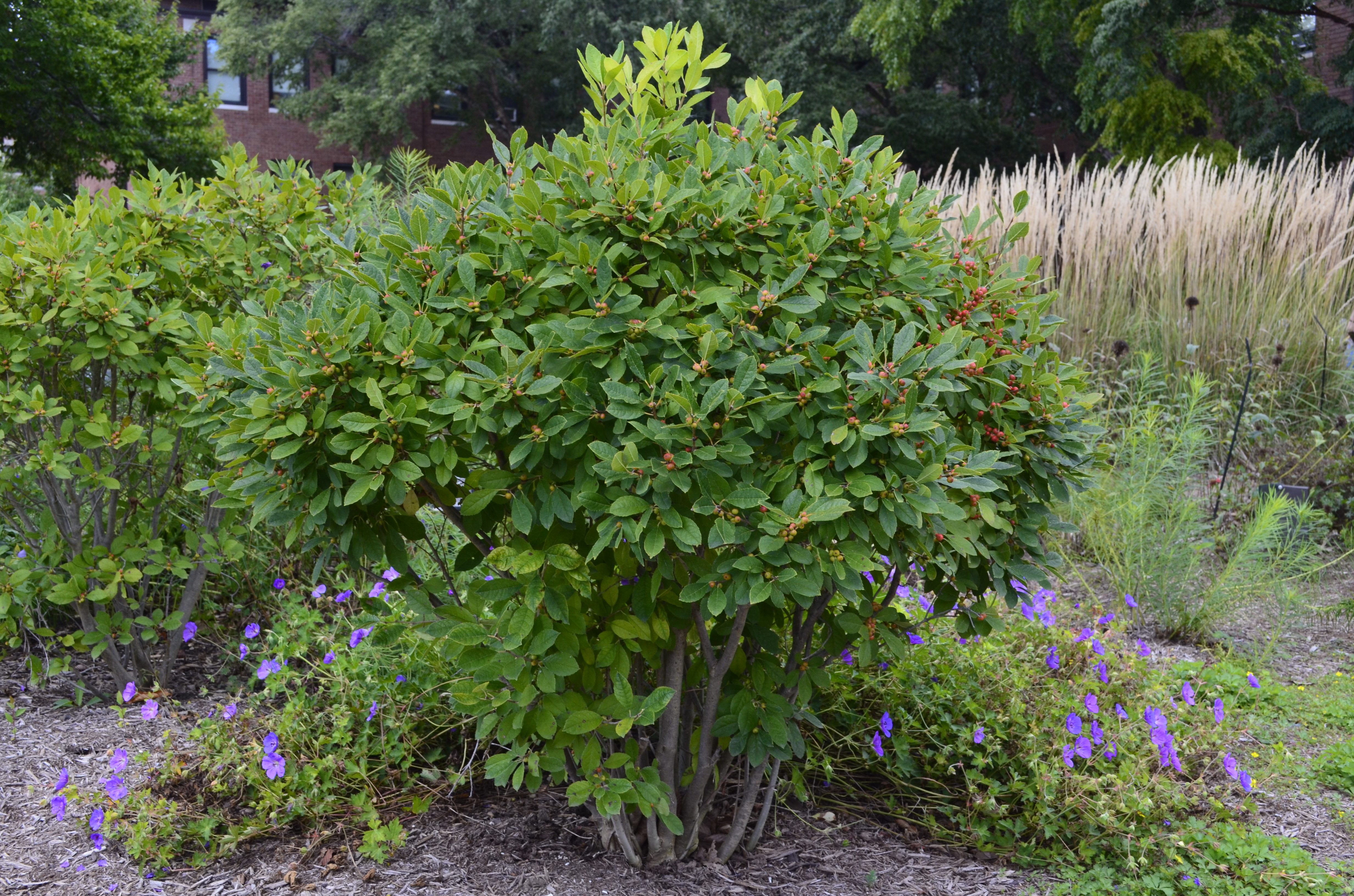 Ilex verticillata ‘Berry Heavy’ – Purdue Arboretum Explorer