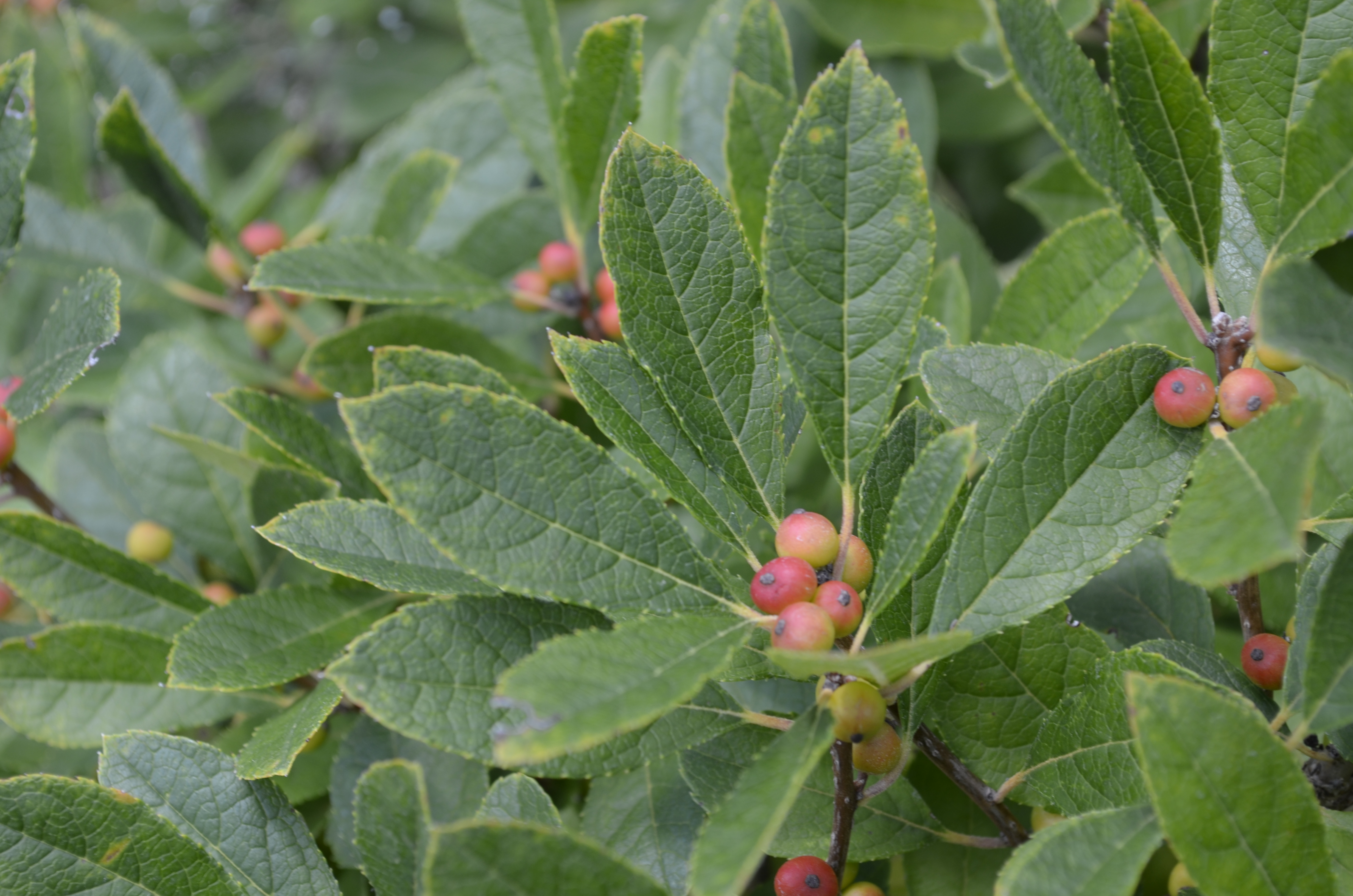Ilex verticillata ‘Berry Heavy’ – Purdue Arboretum Explorer