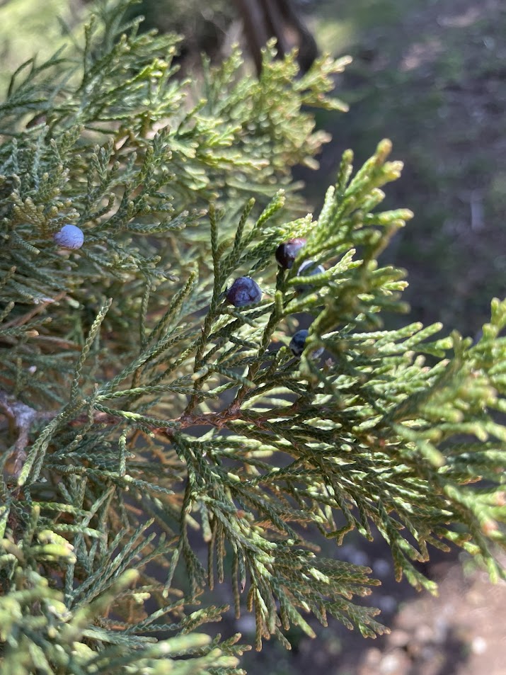 Juniperus virginiana ‘Nova’ – Purdue Arboretum Explorer