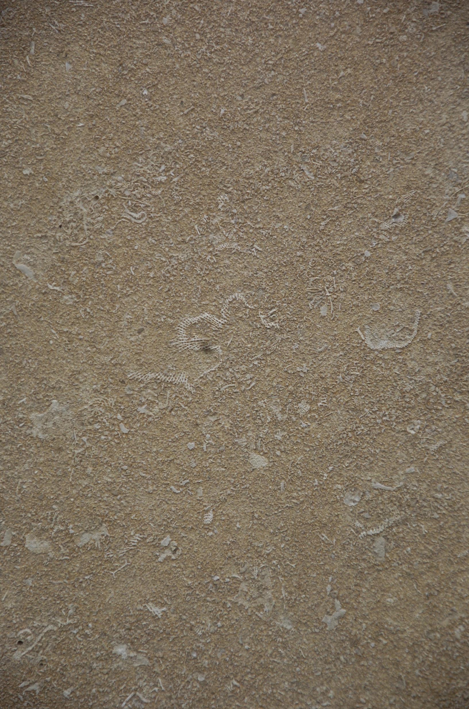 Lambert Fieldhouse – Fossiliferous Limestone – Purdue Arboretum Explorer
