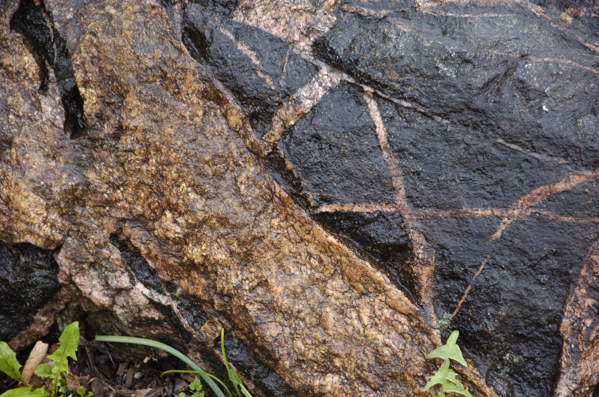 Amphibolite with Granitic Inclusions – Purdue Arboretum Explorer