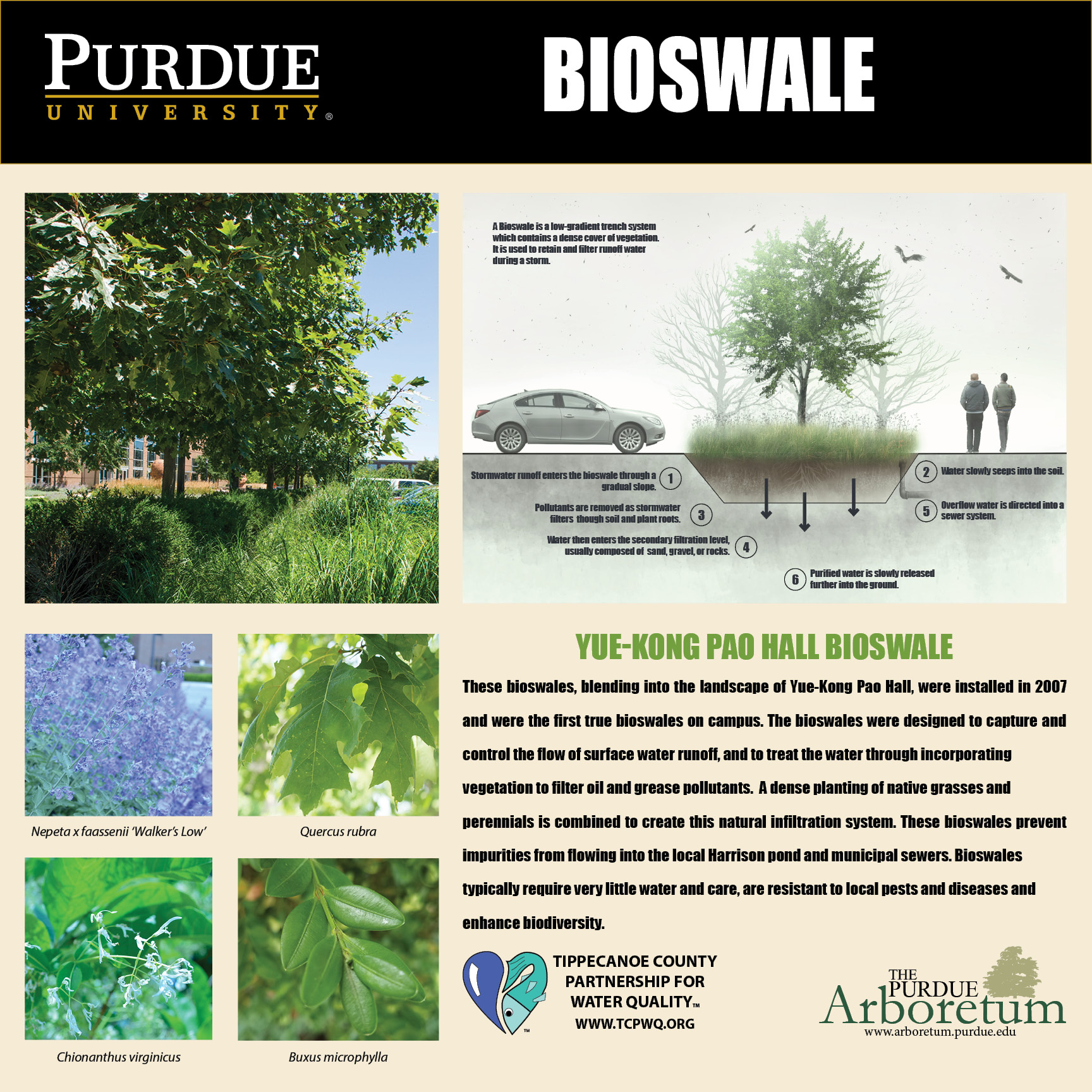 Yue-Kong Pao Hall Bioswales – Purdue Arboretum Explorer