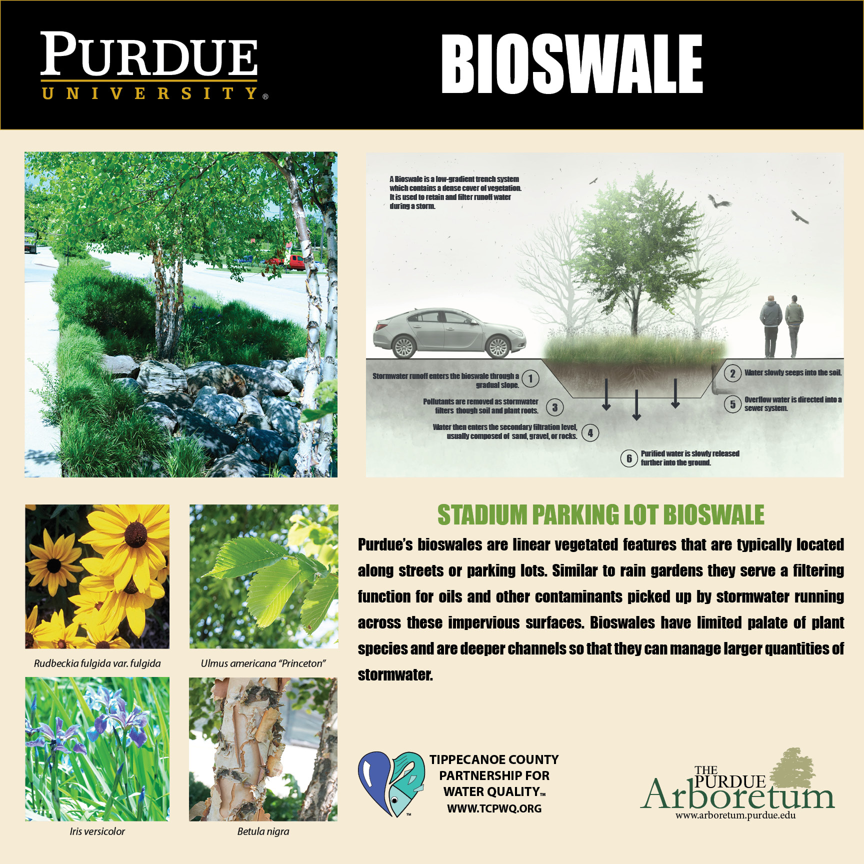 Stadium Parking Lot Bioswales – Purdue Arboretum Explorer