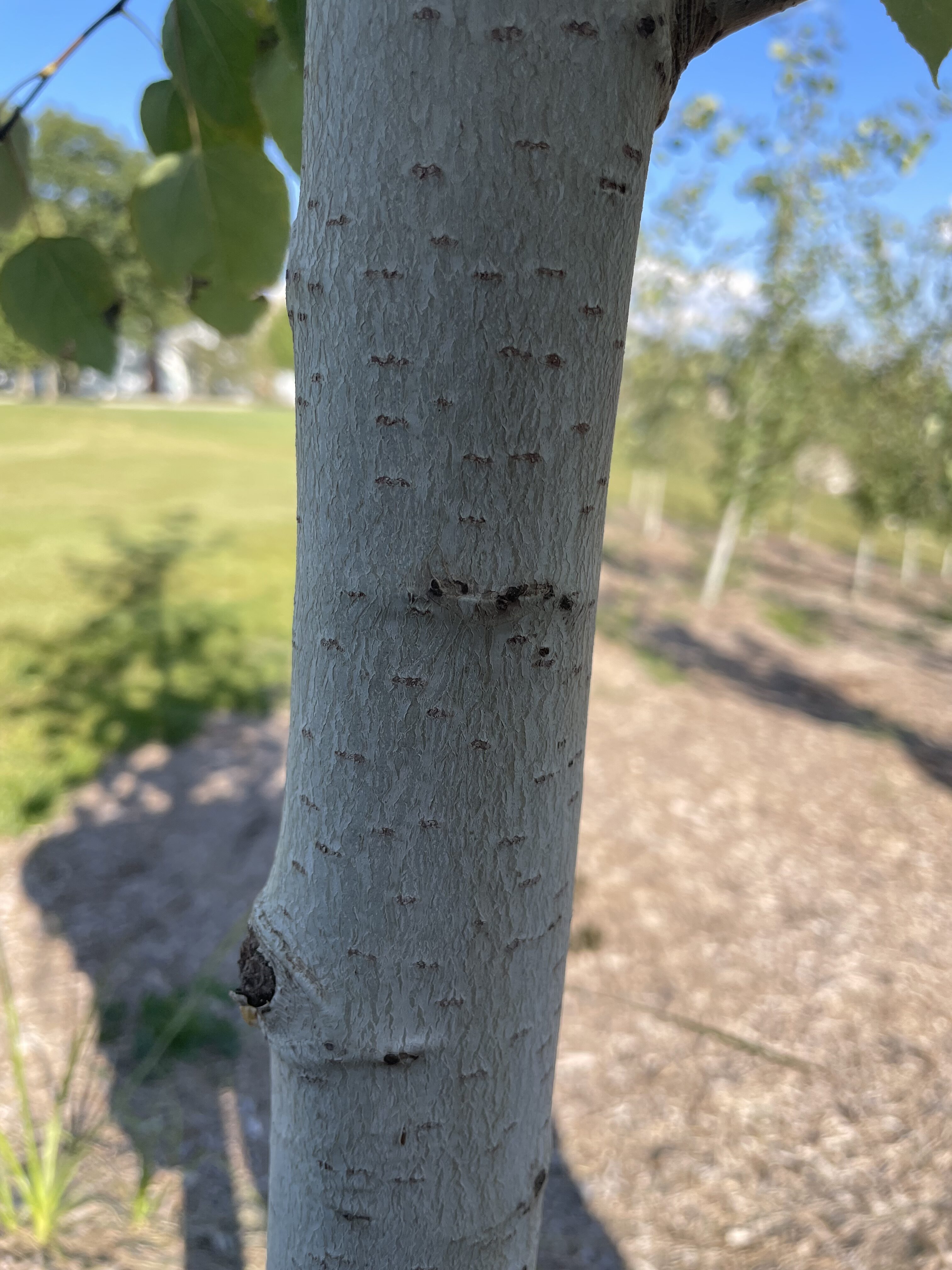 Populus tremuloides ‘NE Arb’ [sold as Prairie Gold®] – Purdue Arboretum ...
