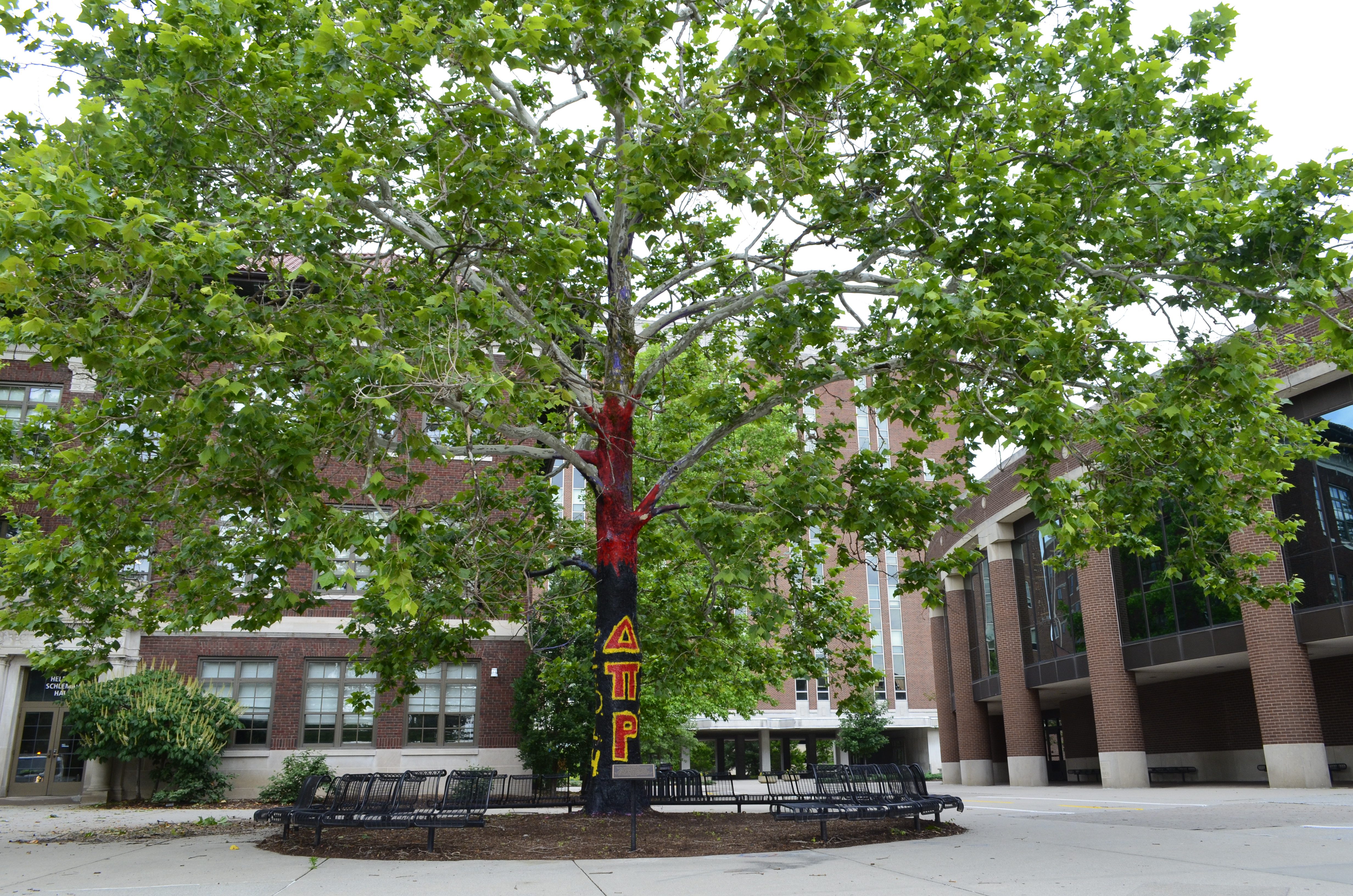 Diversity Tree – Purdue Arboretum Explorer