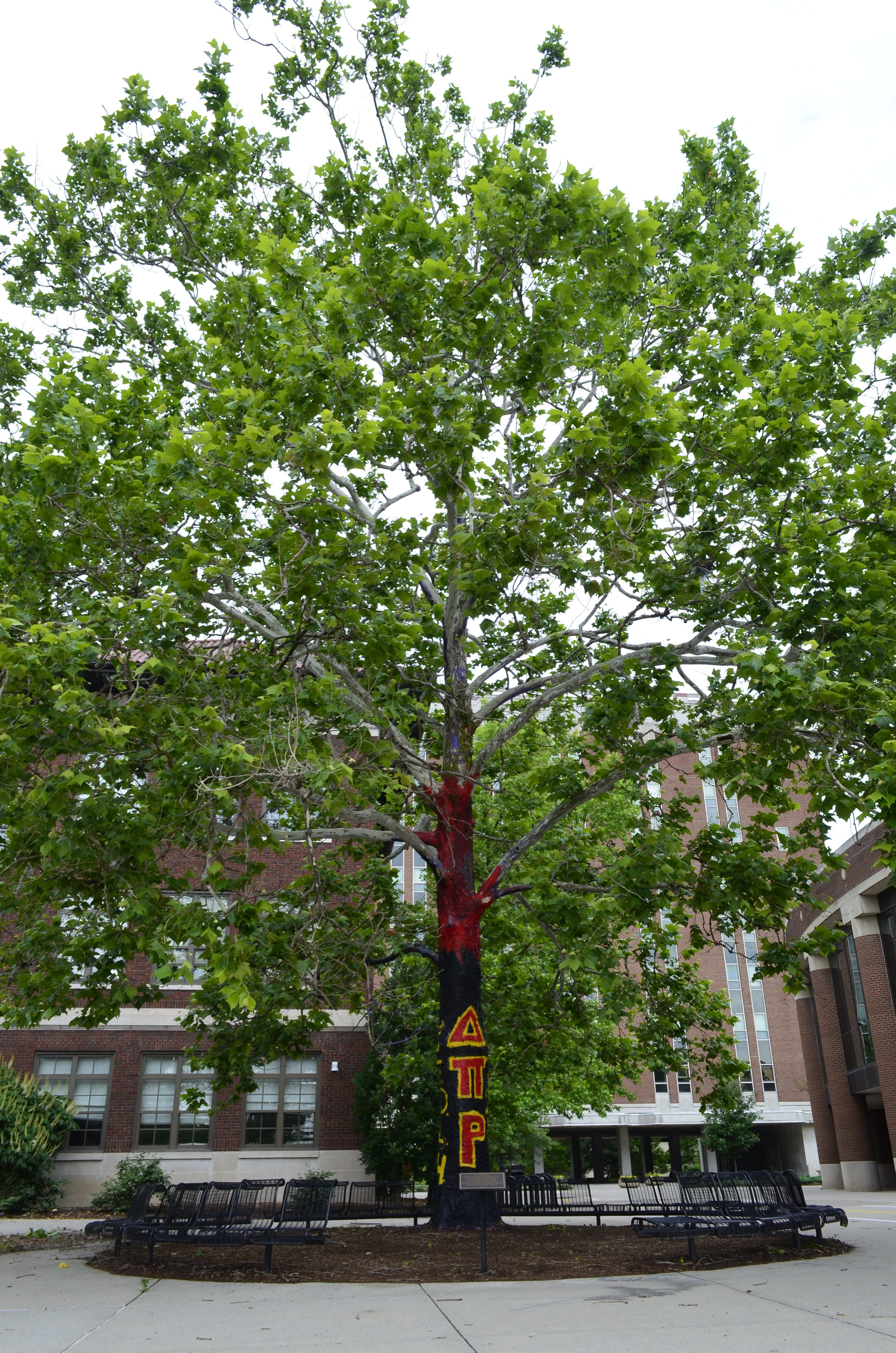 Diversity Tree – Purdue Arboretum Explorer