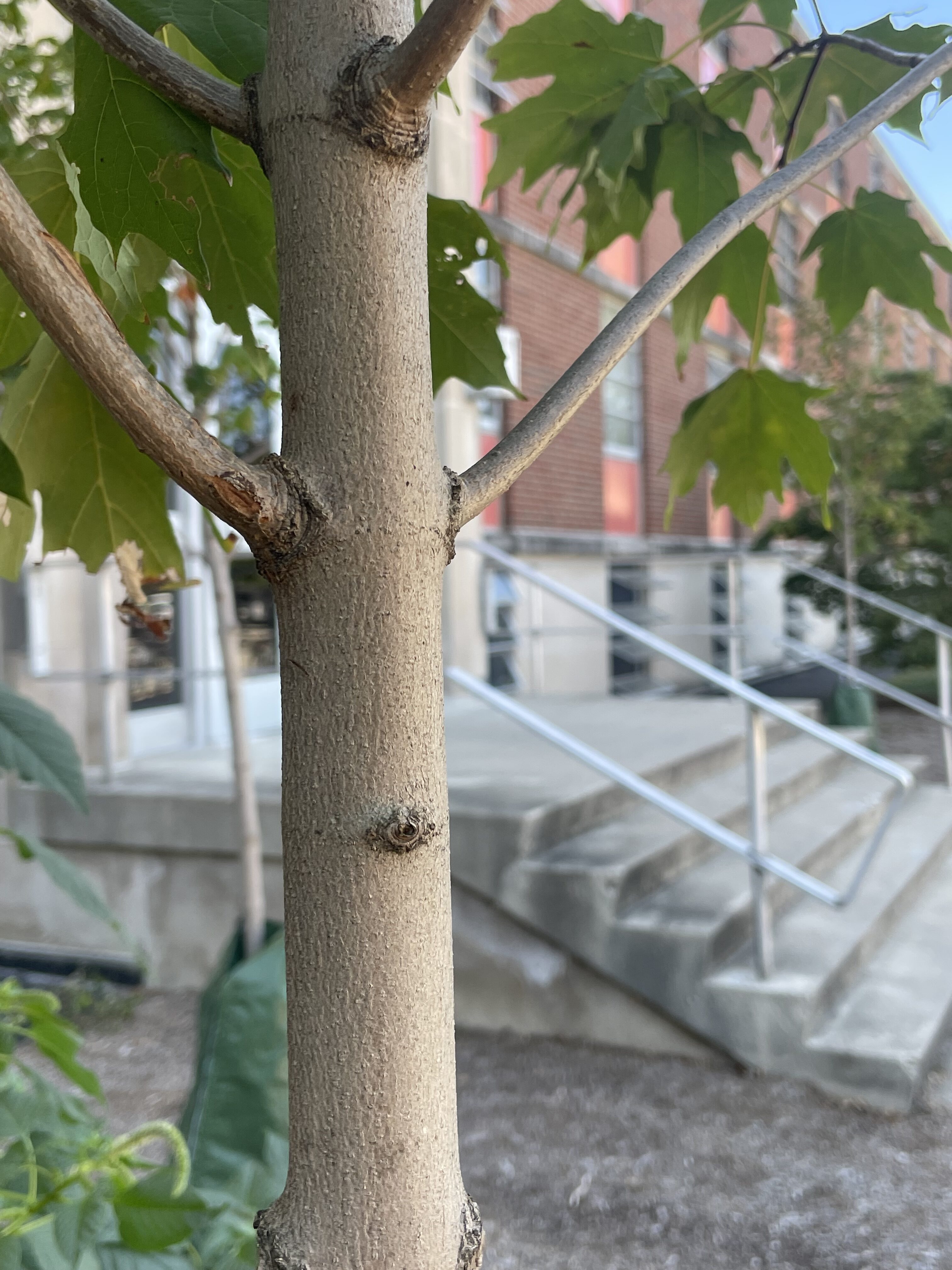 Acer saccharum ‘JFS-Caddo2’ [sold as Flashfire™] – Purdue Arboretum ...