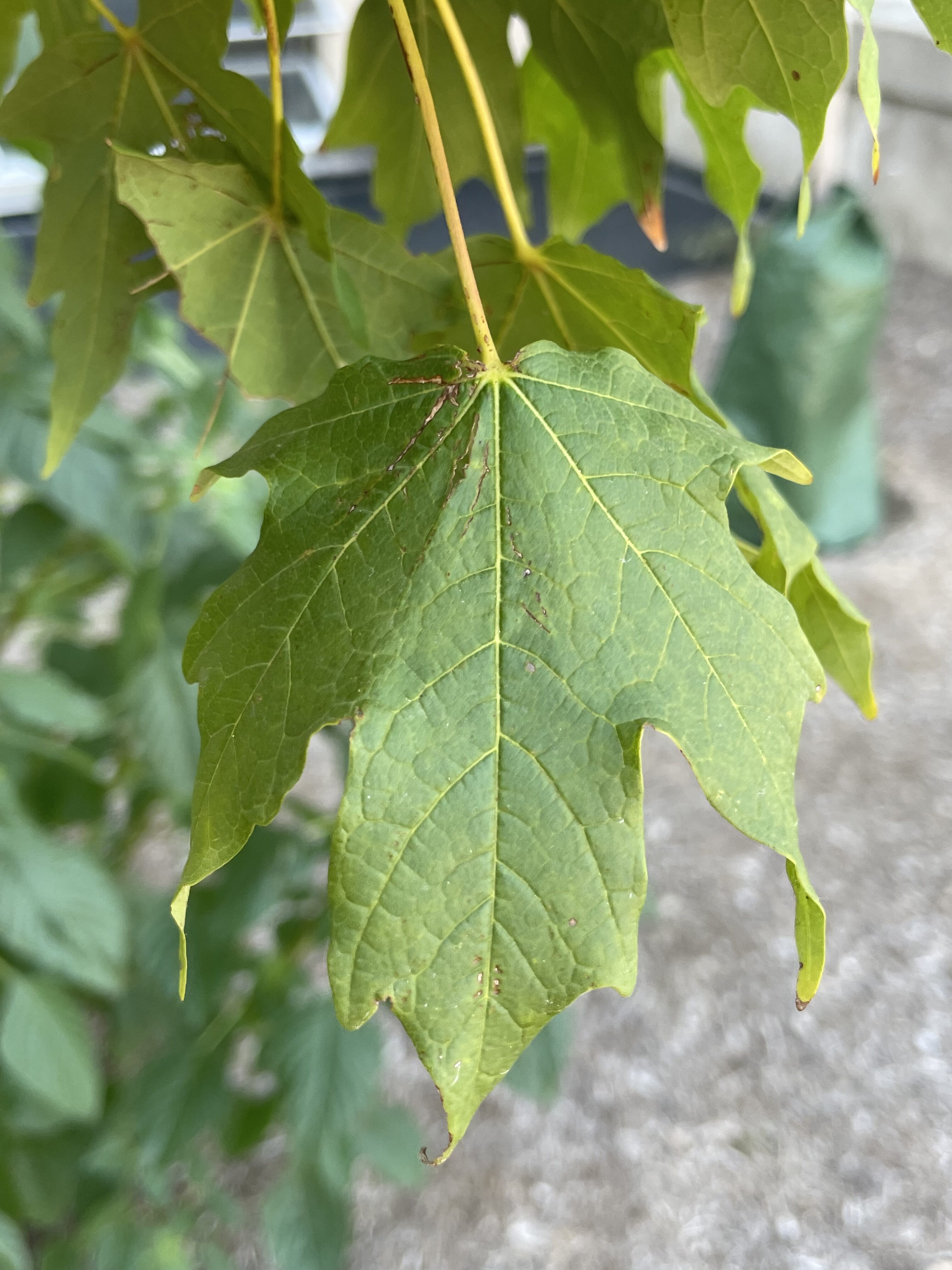 Acer saccharum ‘JFS-Caddo2’ [sold as Flashfire™] – Purdue Arboretum ...