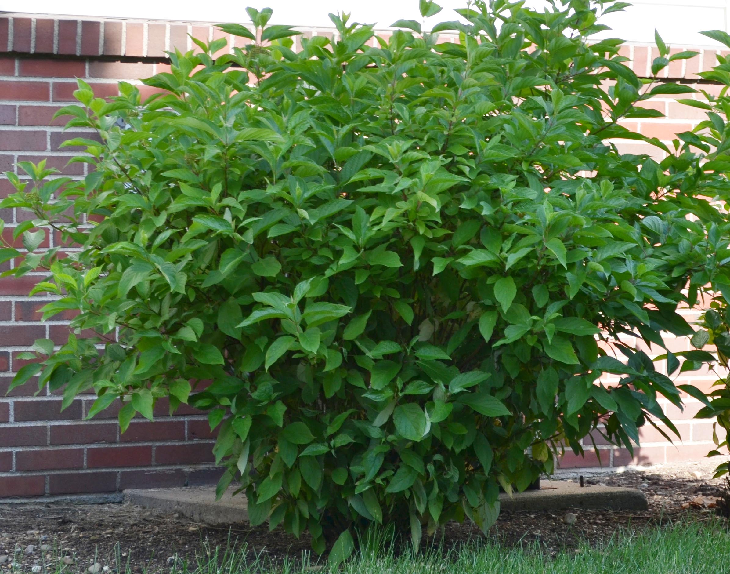 Cornus sericea – Purdue Arboretum Explorer