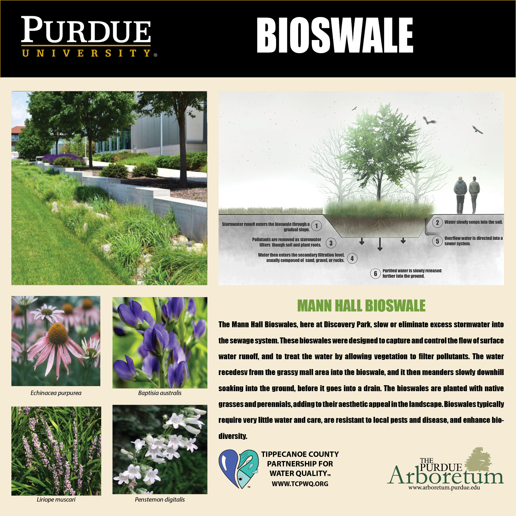 Bioswales at Mann Hall, Discovery Park – Purdue Arboretum Explorer