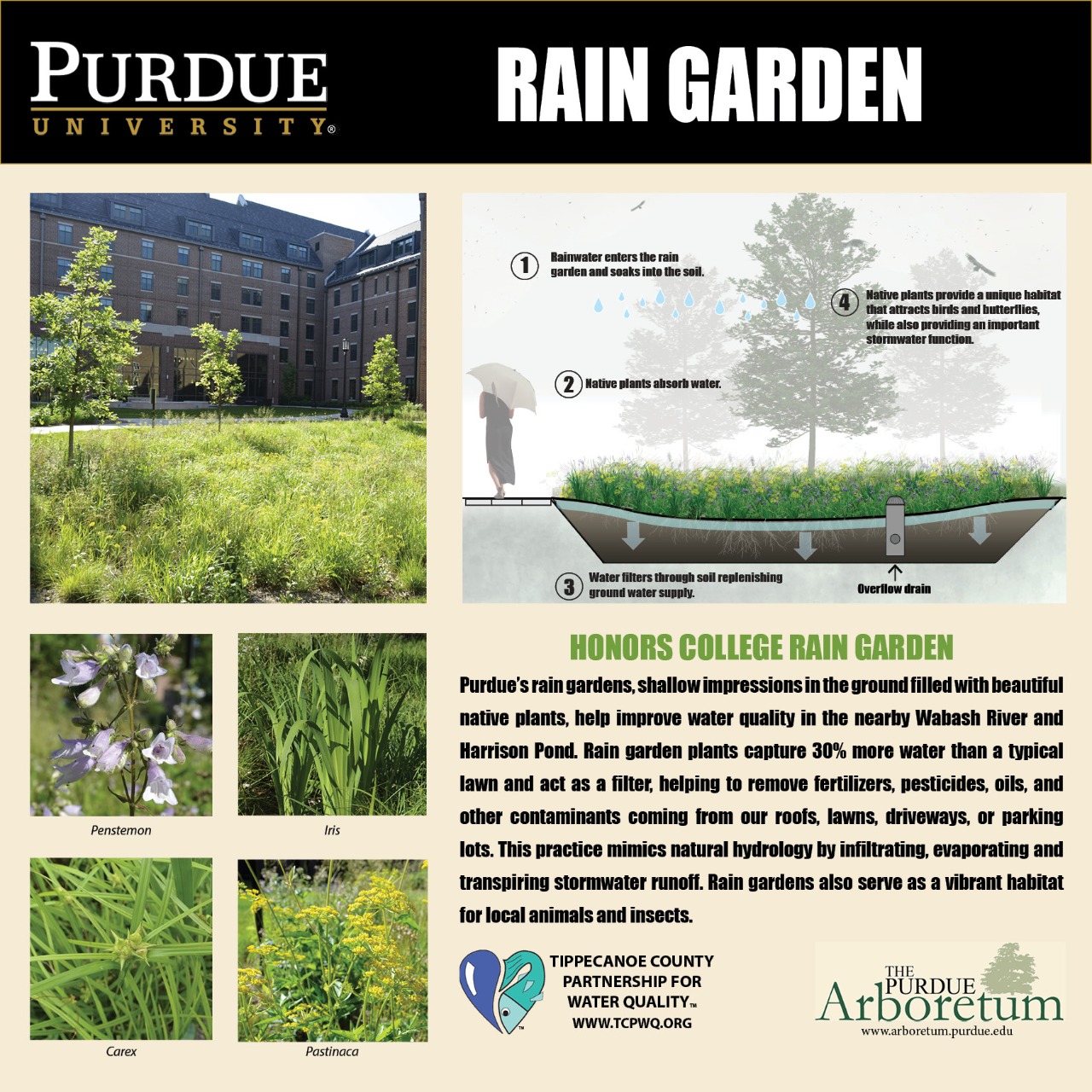 Honors College Rain Garden – Purdue Arboretum Explorer