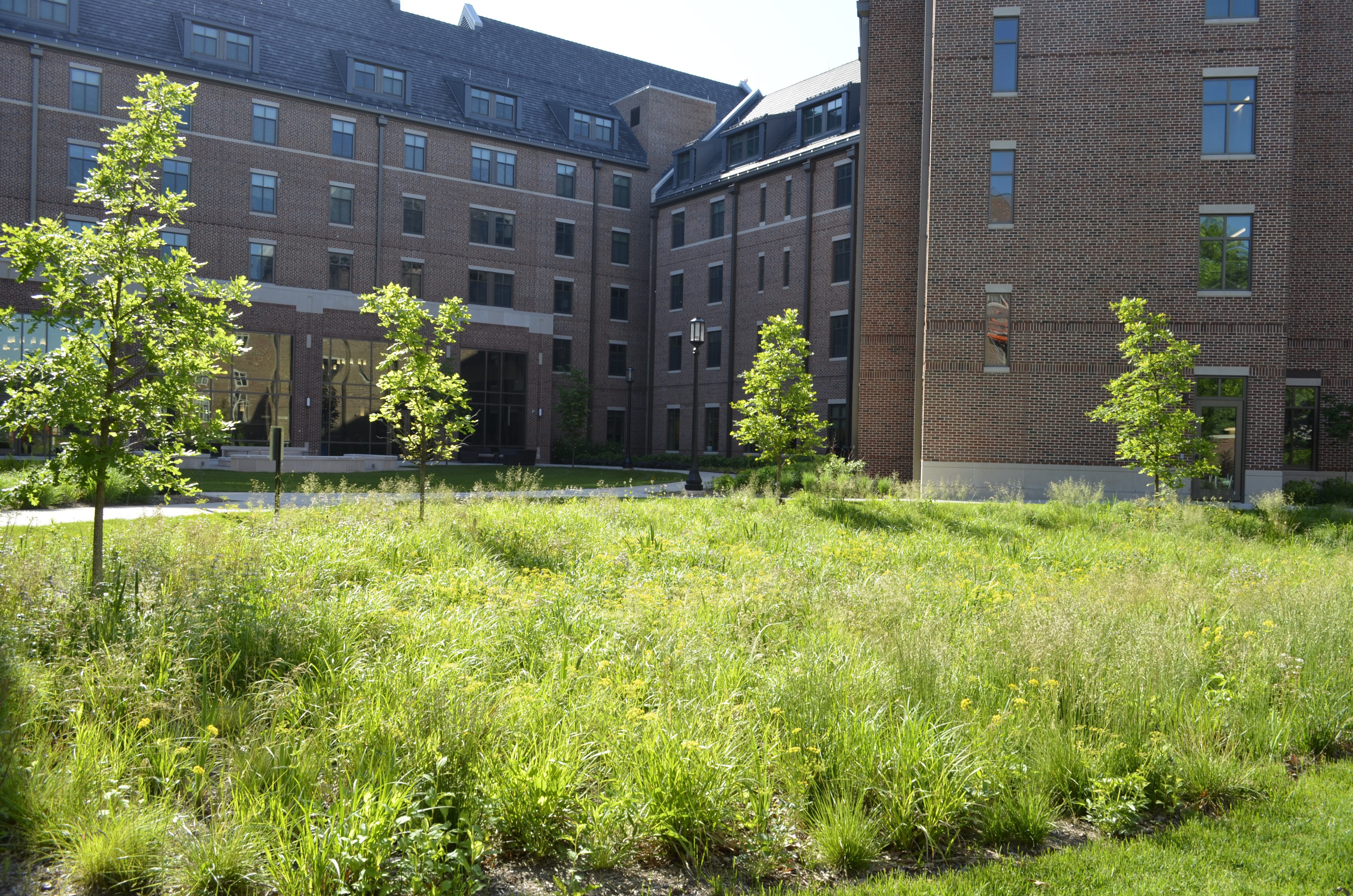 Honors College Rain Garden – Purdue Arboretum Explorer