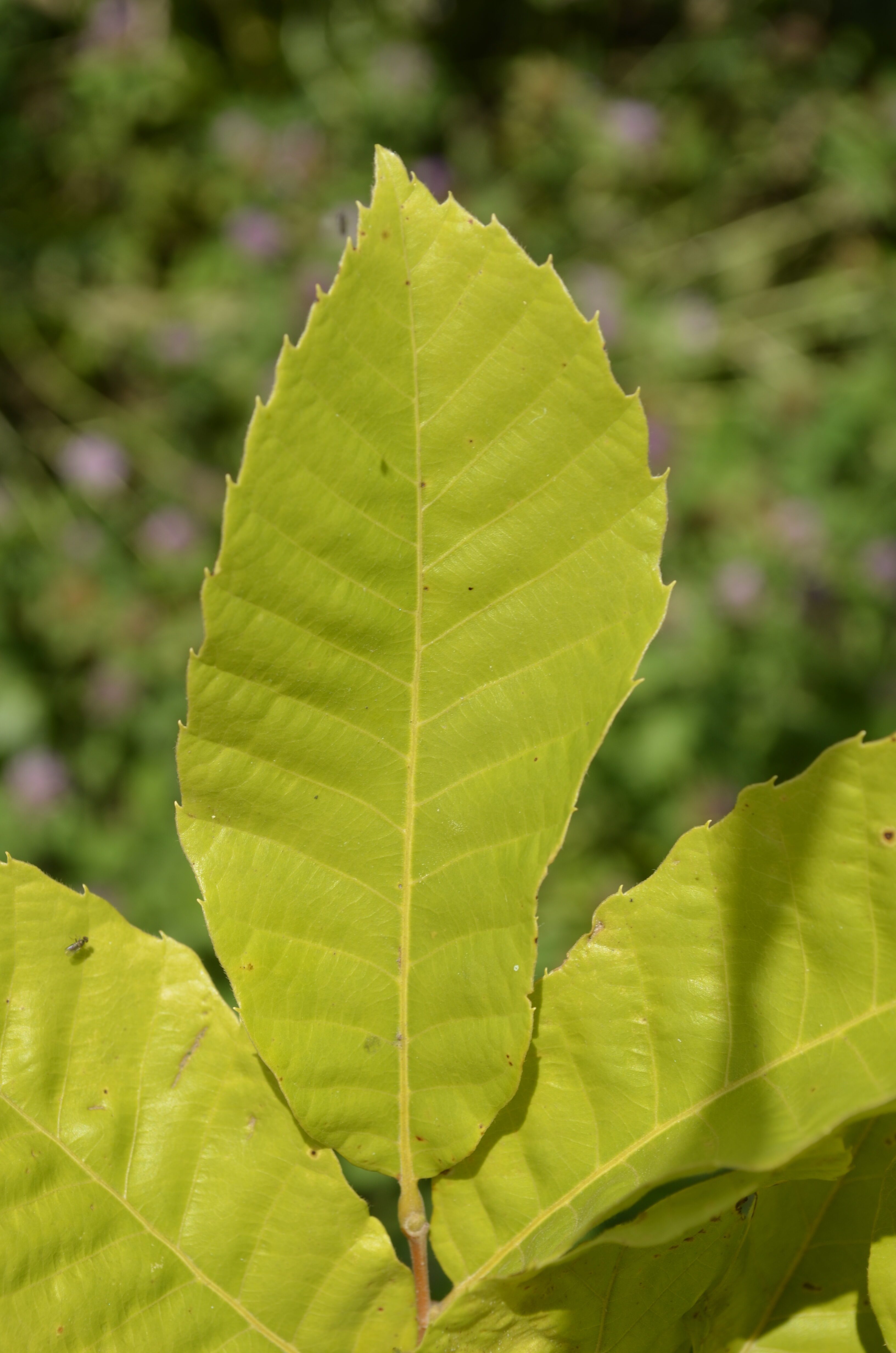 Castanea dentata × mollissima – Purdue Arboretum Explorer