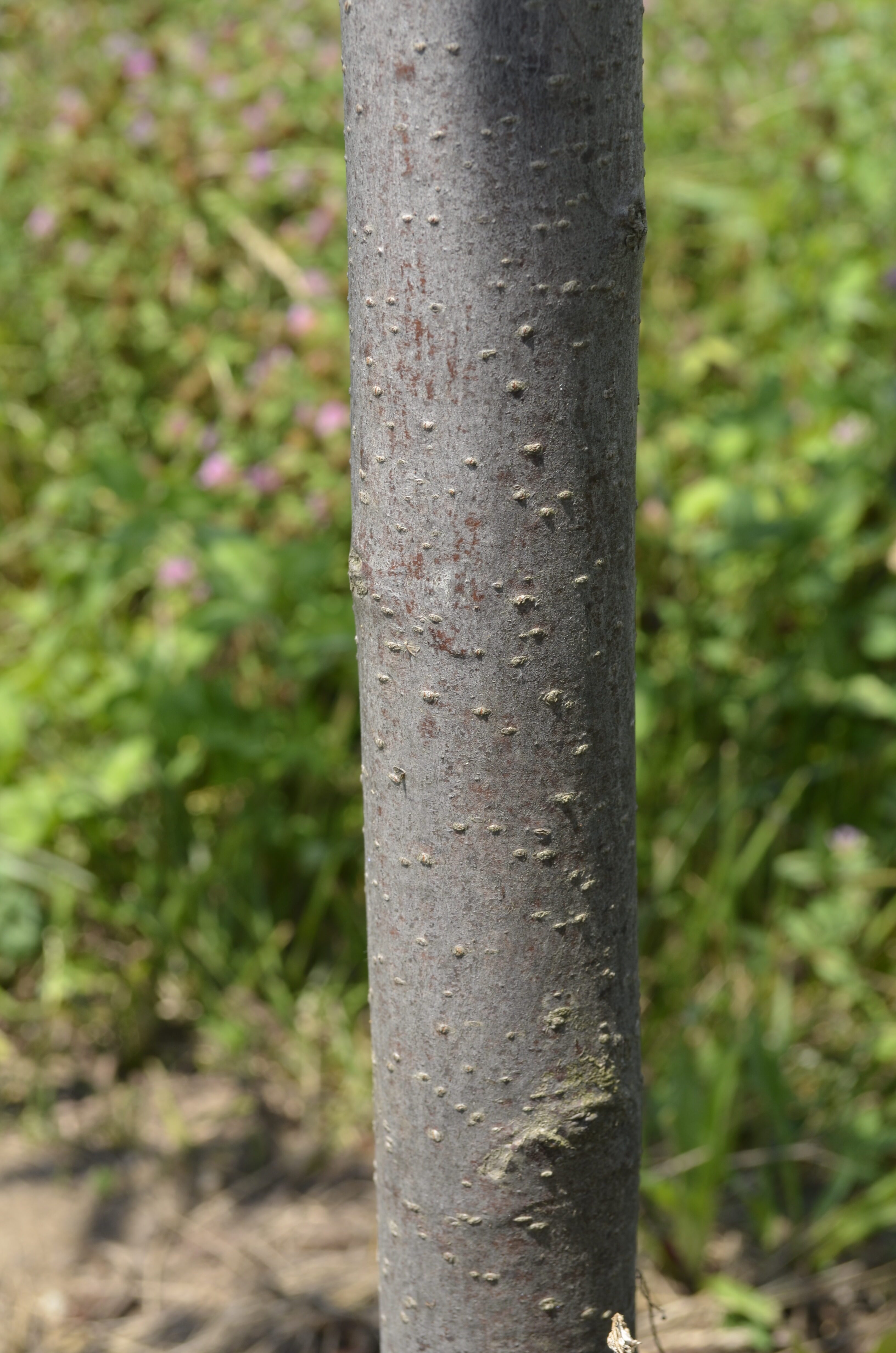 Prunus virginiana ‘Canada Red’ – Purdue Arboretum Explorer