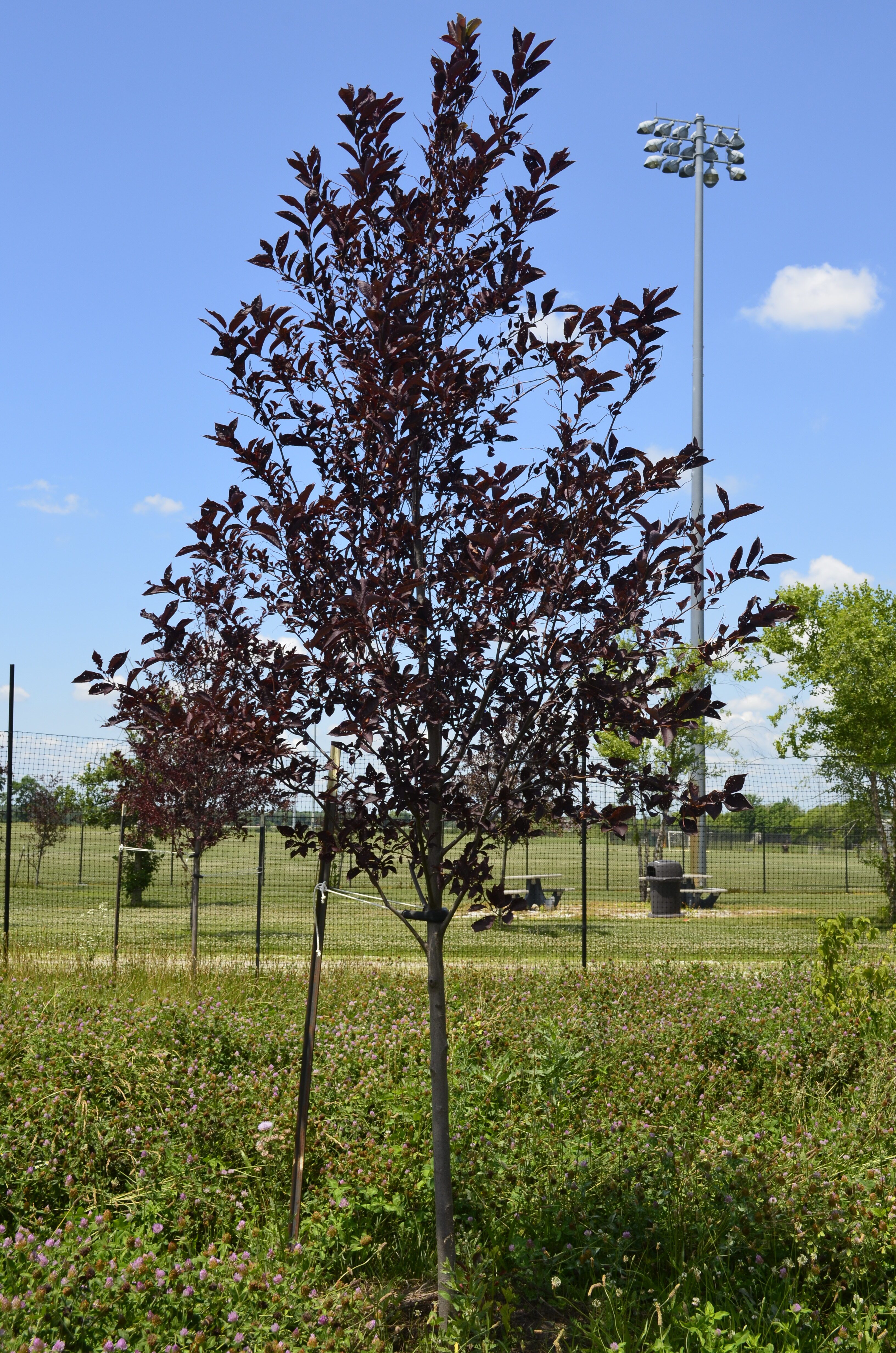 Prunus virginiana ‘Canada Red’ – Purdue Arboretum Explorer