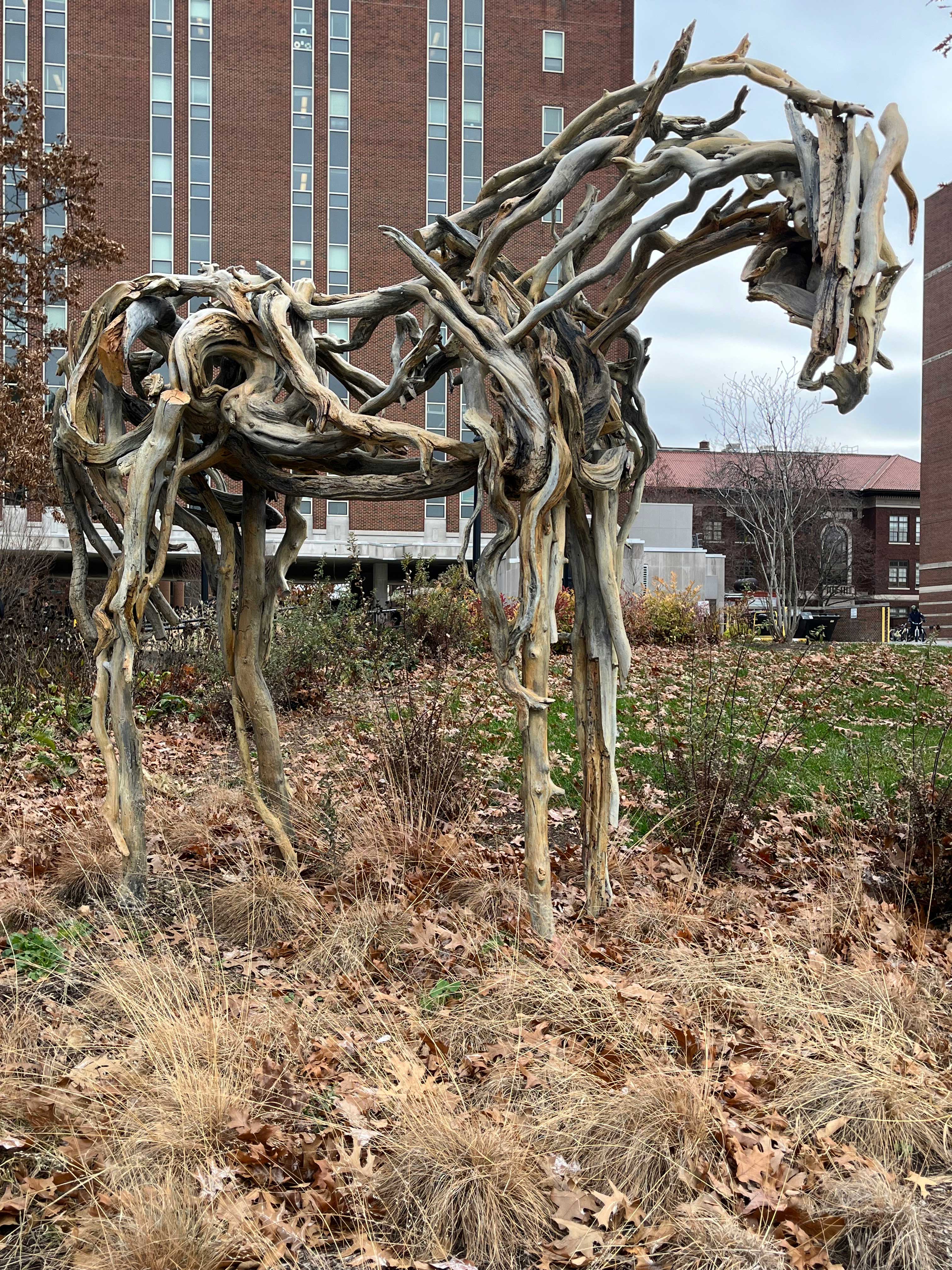 Silver Bow – Purdue Arboretum Explorer