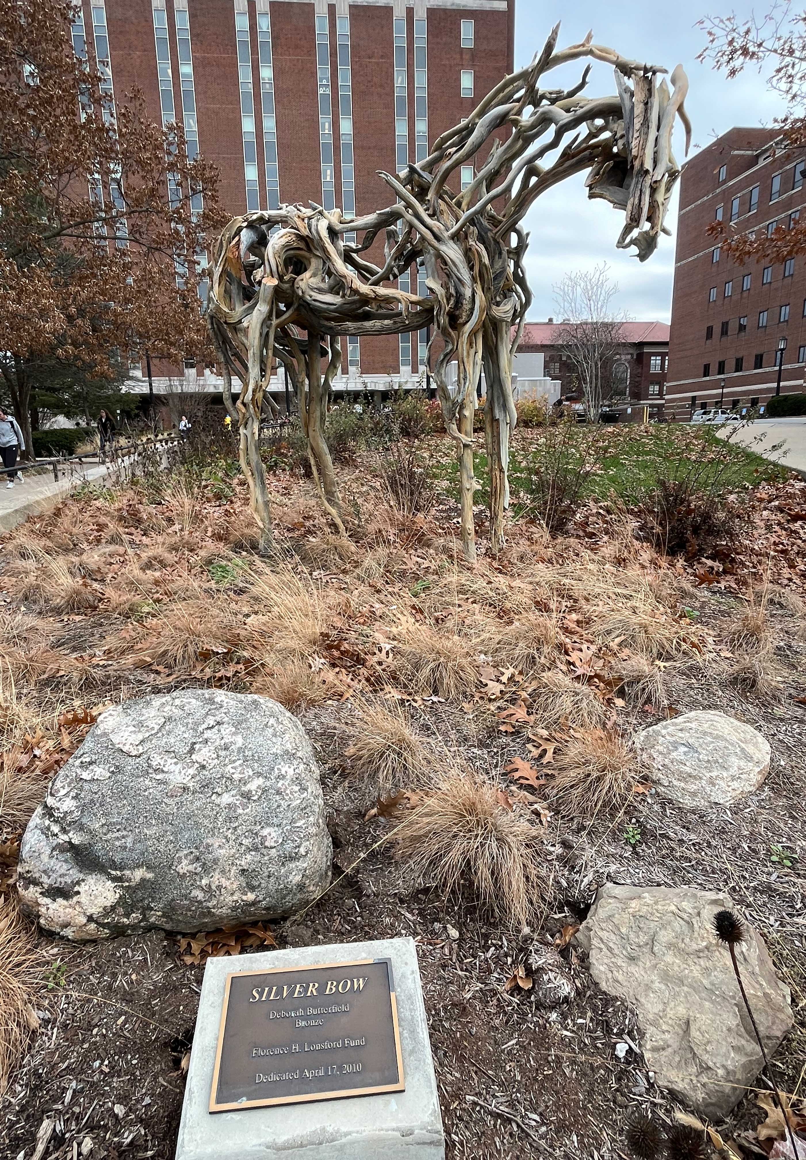 Silver Bow – Purdue Arboretum Explorer
