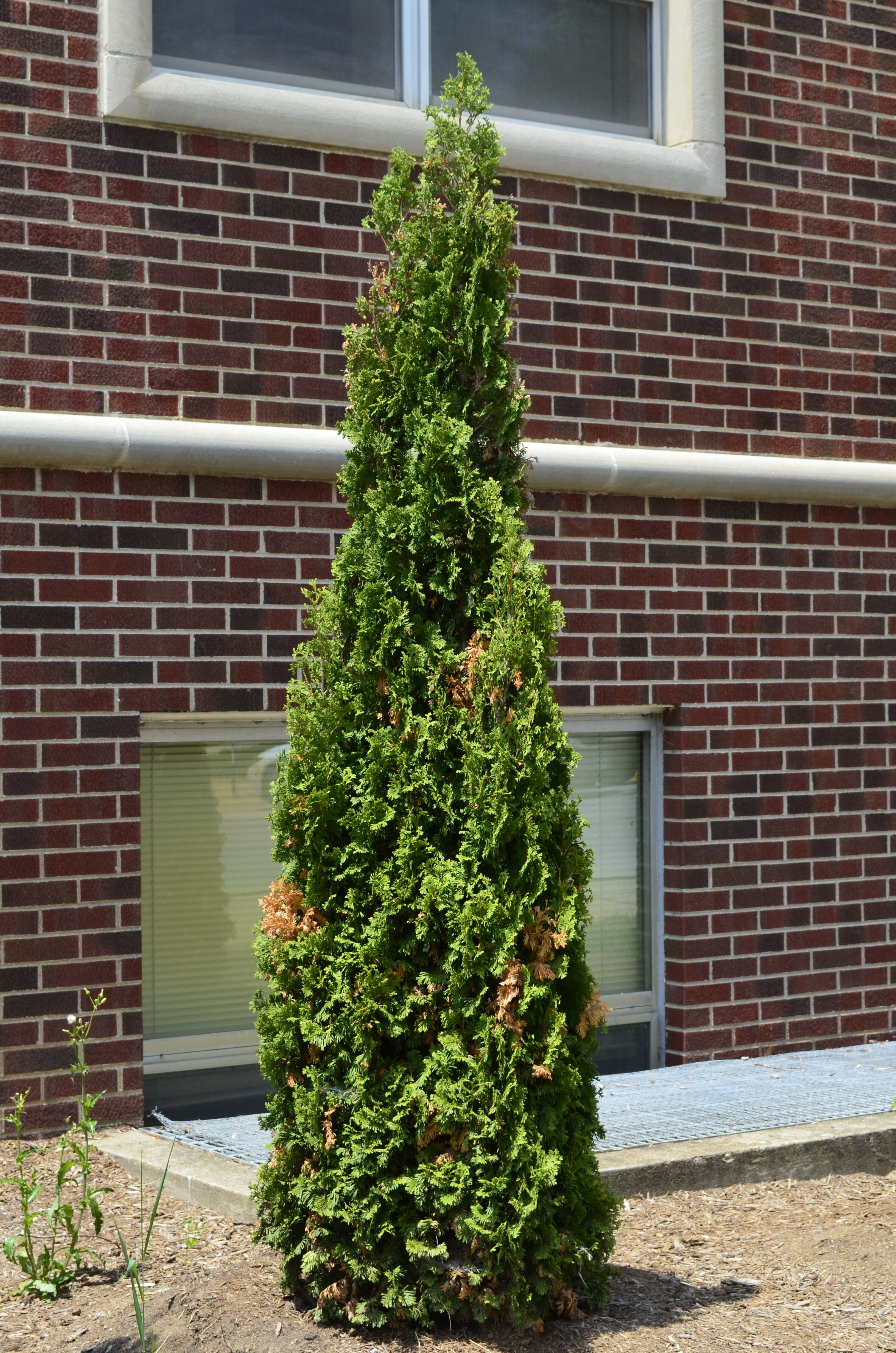 Thuja occidentalis ‘Degroot’s Spire’ – Purdue Arboretum Explorer