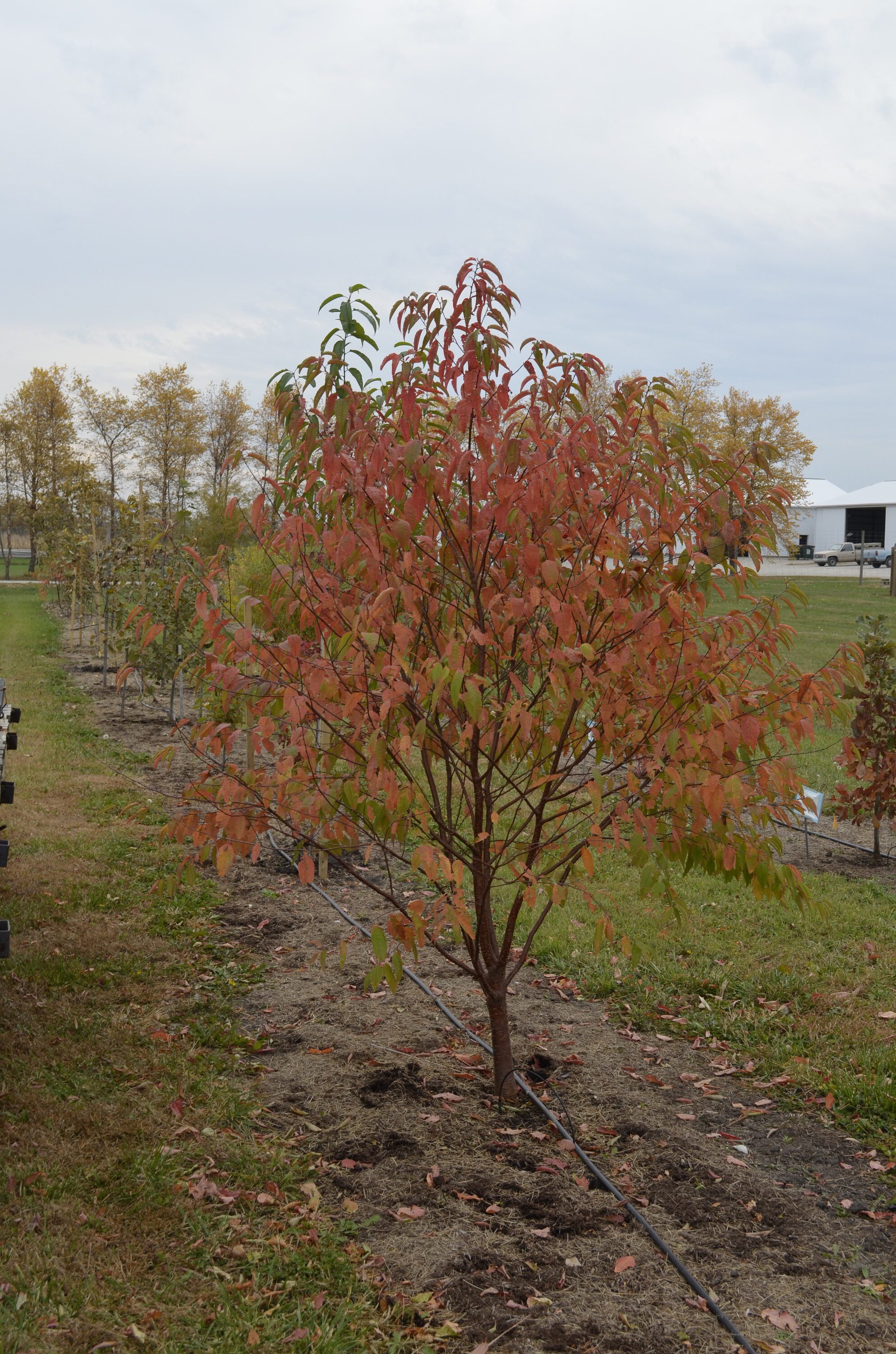 Prunus pensylvanica – Purdue Arboretum Explorer