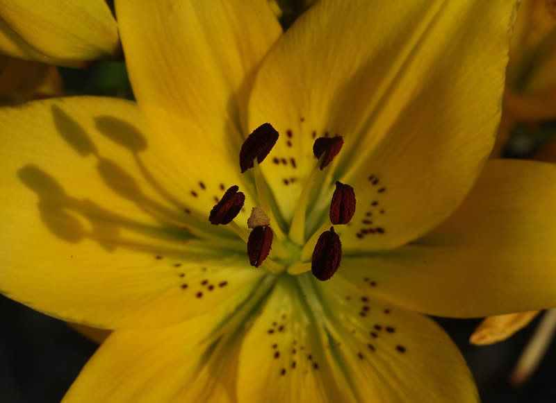 Lillium hybrid (Asiatic Lily) – Purdue Arboretum
