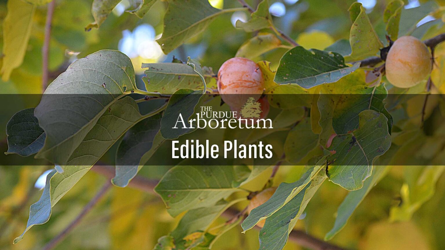 Explore Campus Tree Trails – Purdue Arboretum