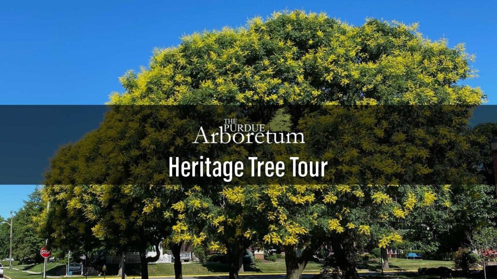 Explore Campus Tree Trails – Purdue Arboretum