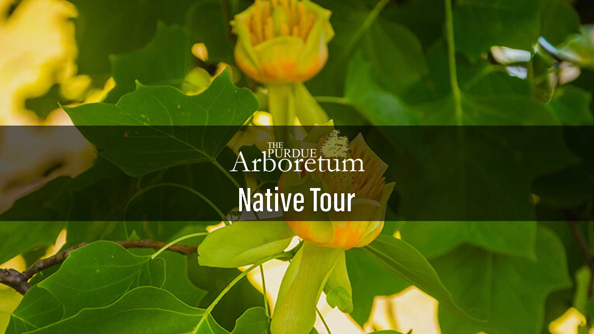 Explore Campus Tree Trails – Purdue Arboretum