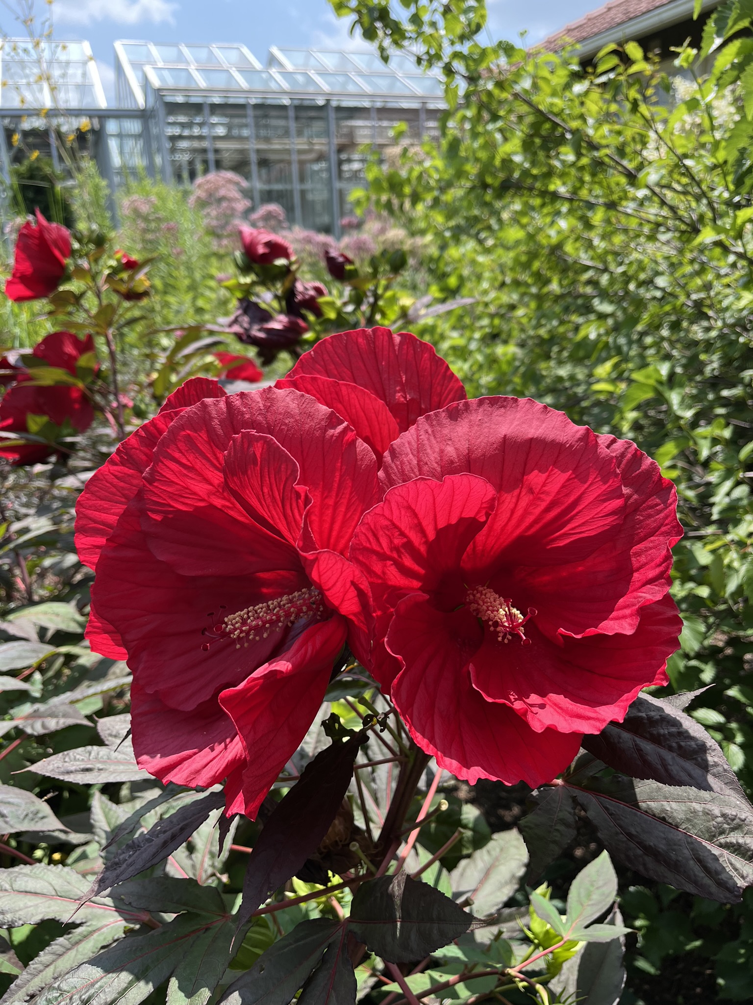 Jules Janick Horticulture Garden – Purdue Arboretum