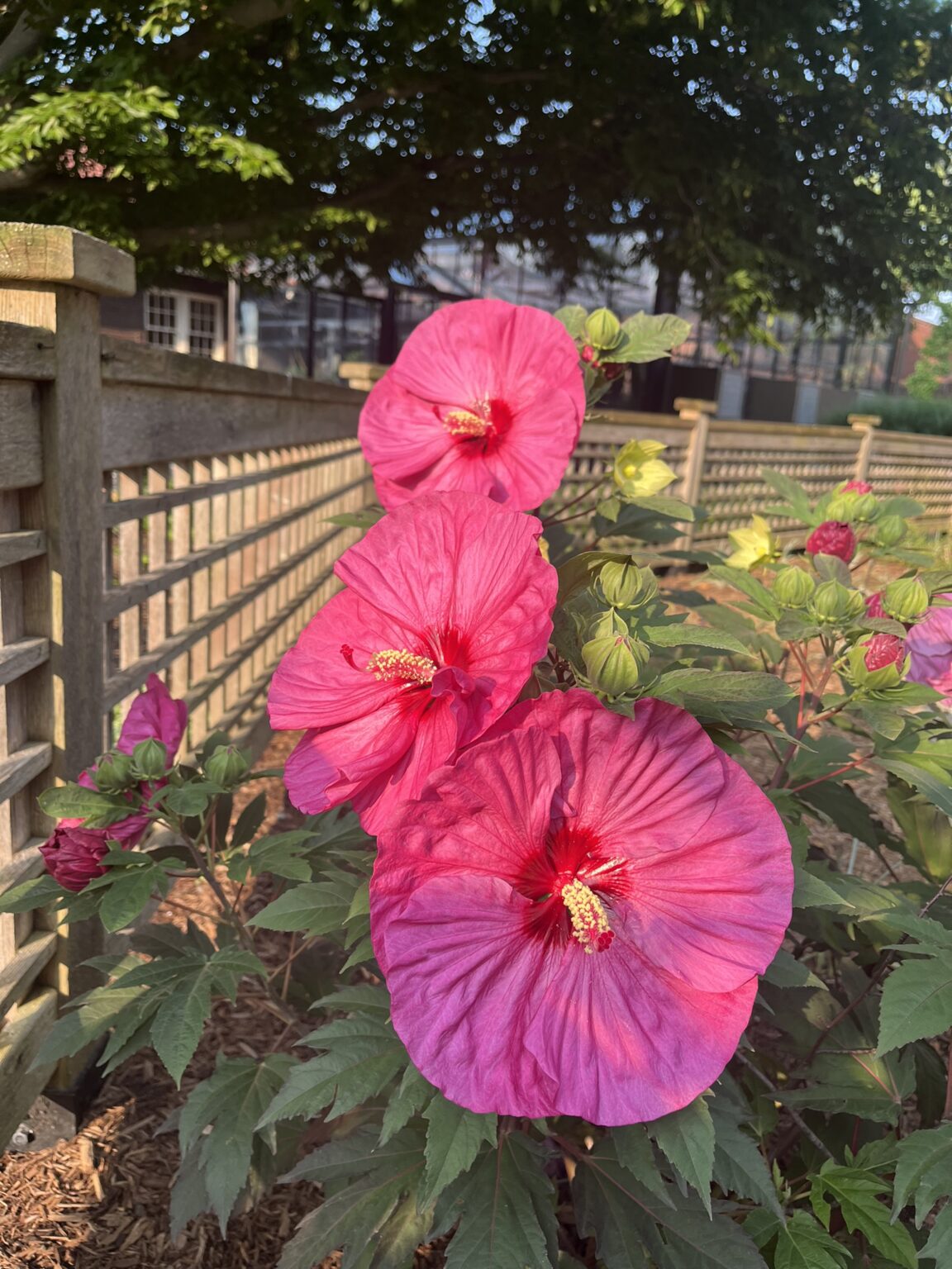 Jules Janick Horticulture Garden – Purdue Arboretum