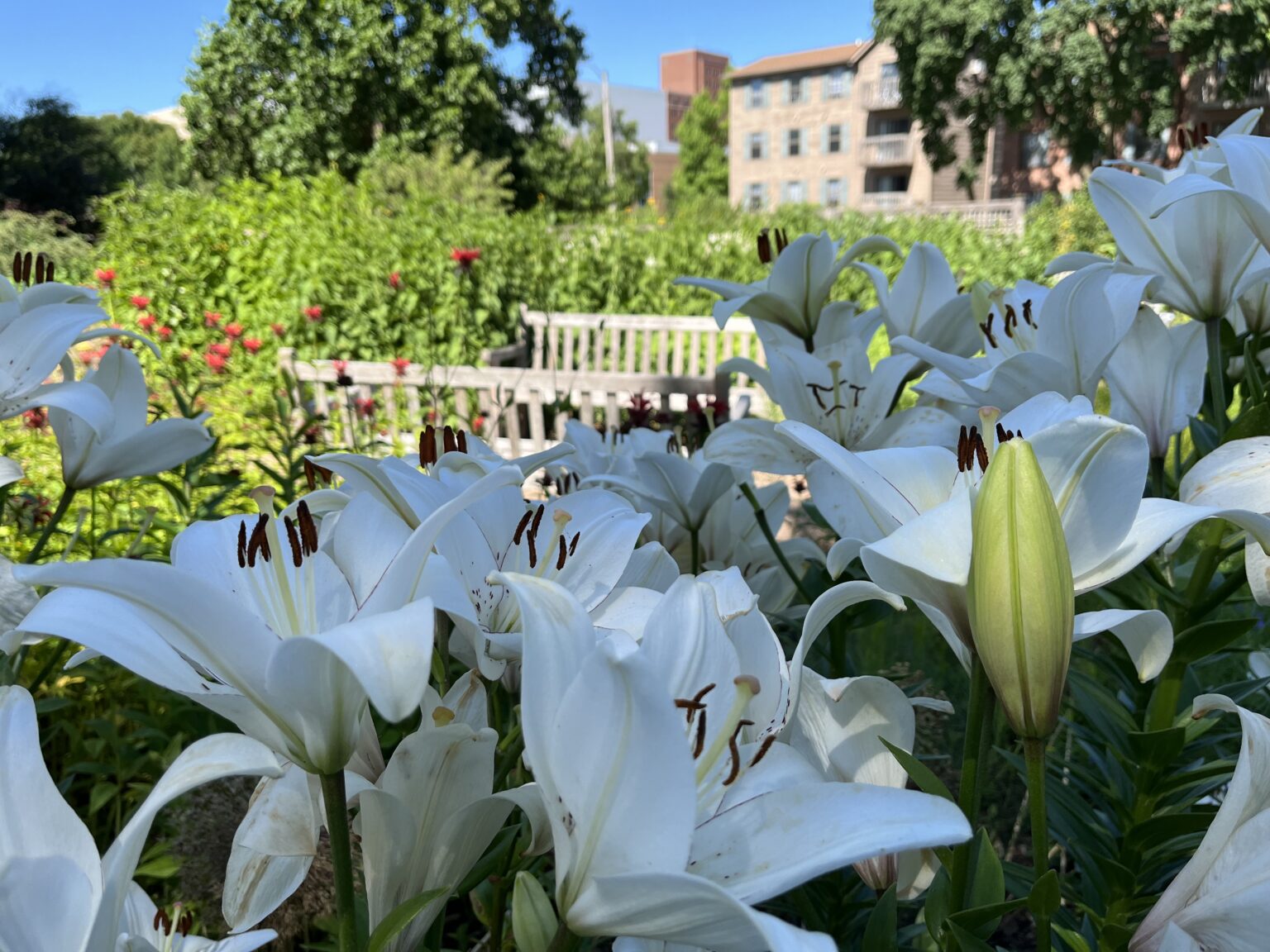 Jules Janick Horticulture Garden – Purdue Arboretum
