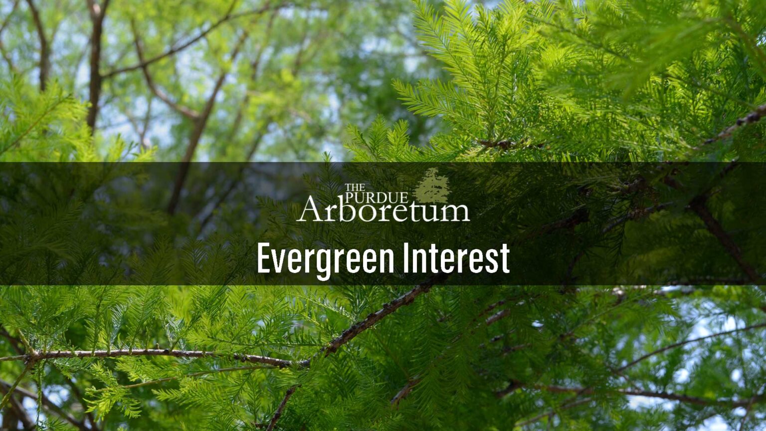 Explore Campus Tree Trails – Purdue Arboretum