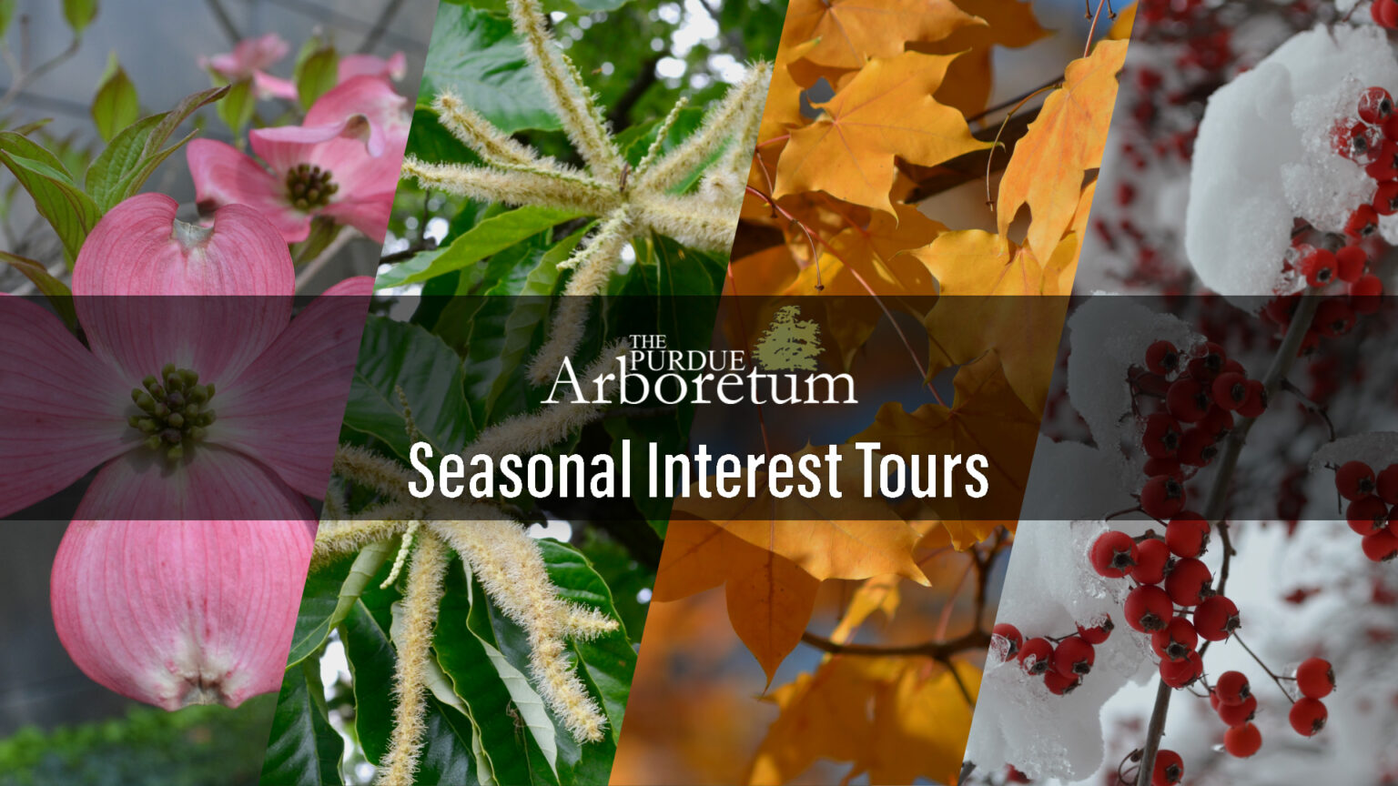 Explore Campus Tree Trails – Purdue Arboretum